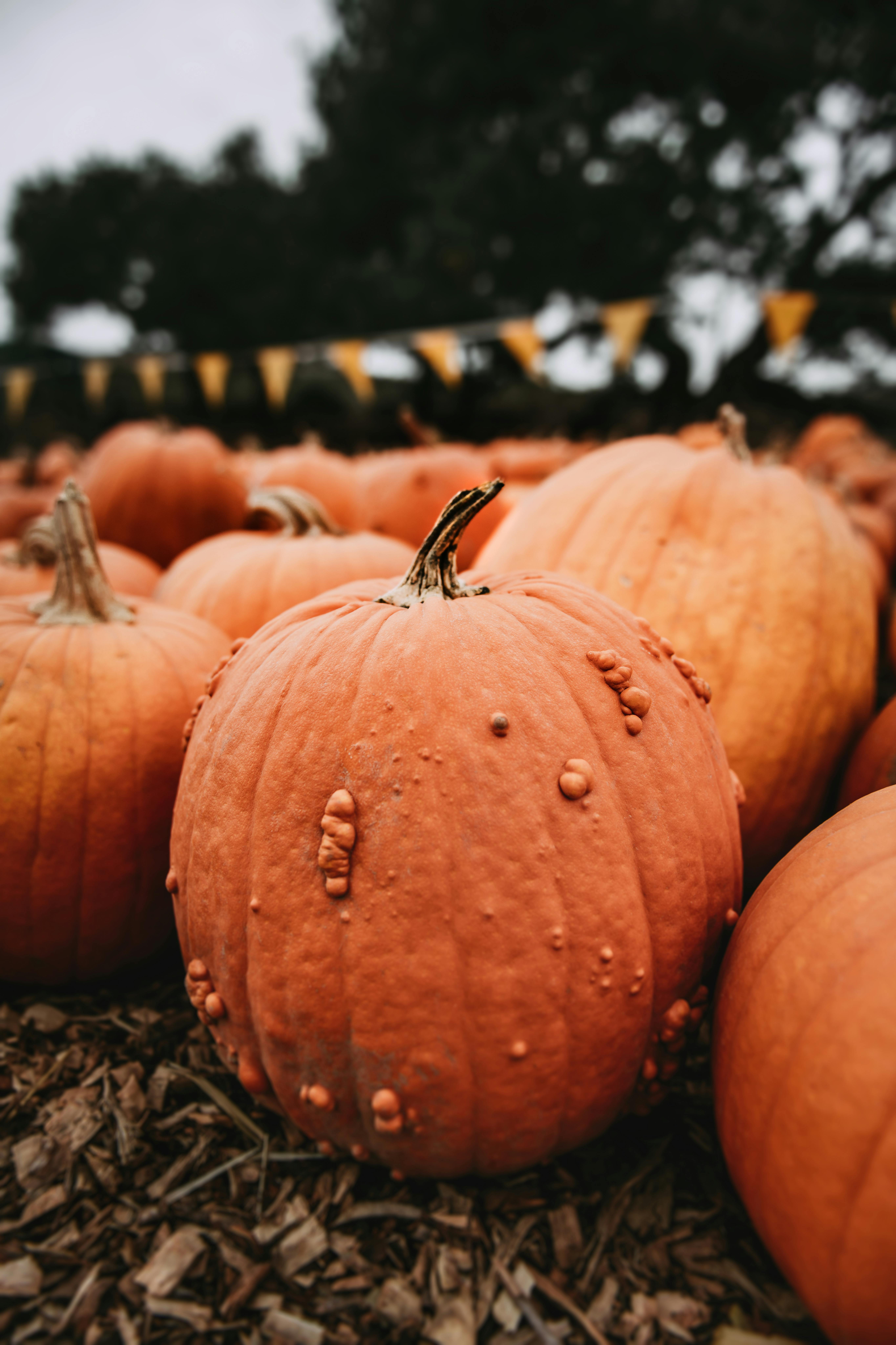 Bumpy Pumpkin Photos, Download The BEST Free Bumpy Pumpkin Stock Photos ...
