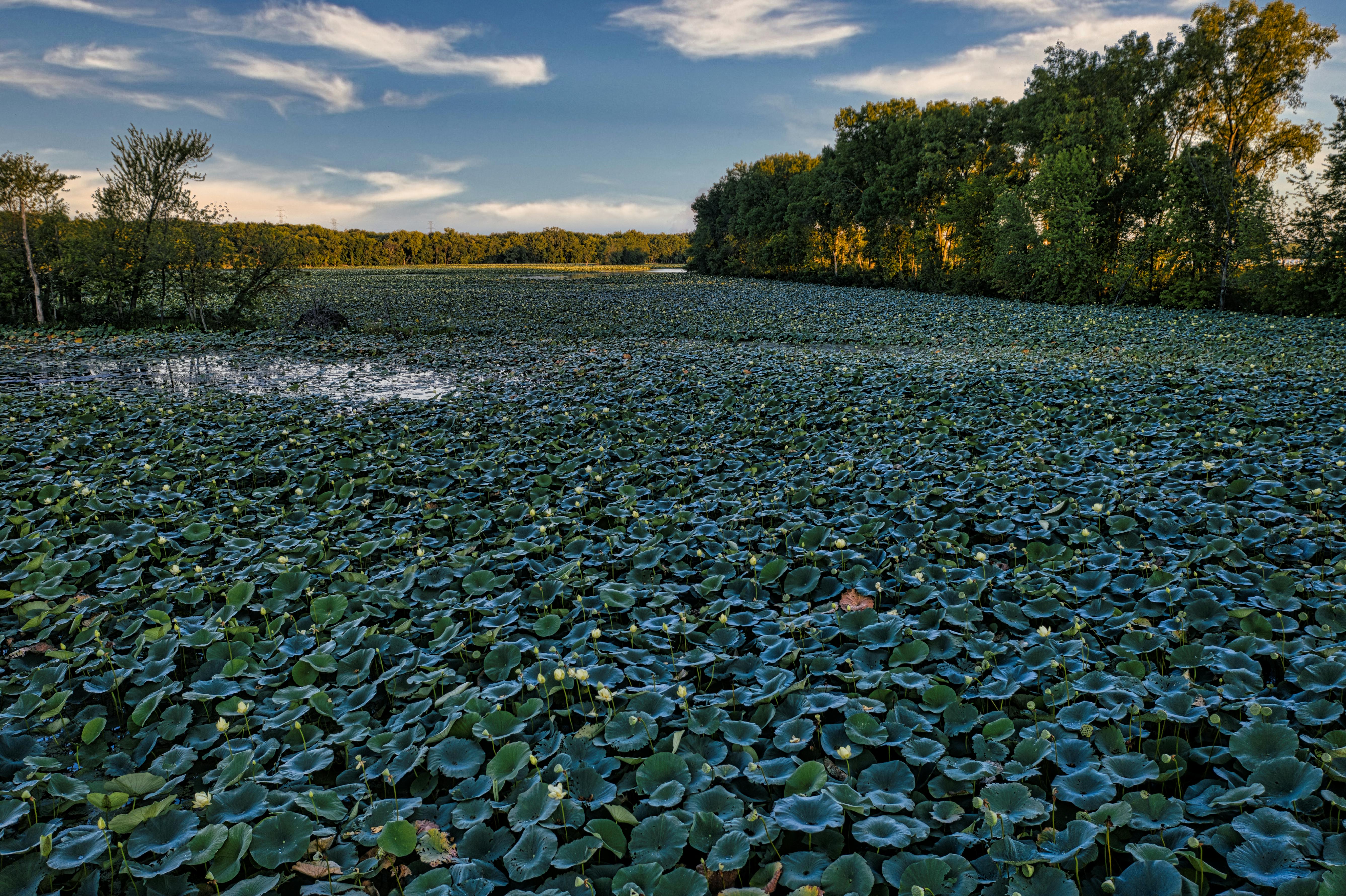 Plants on Swamp · Free Stock Photo