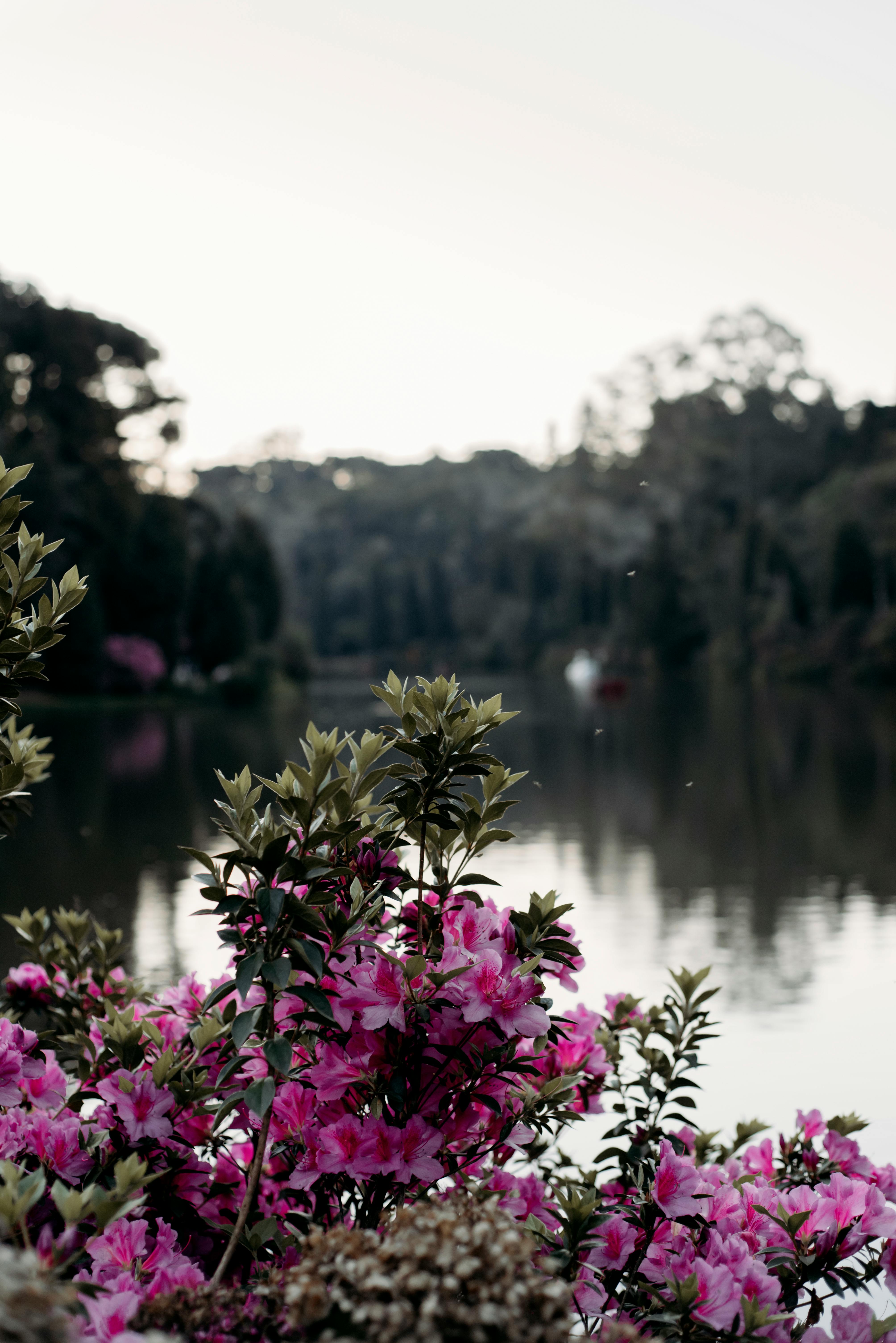 Azaleas Near Water · Free Stock Photo