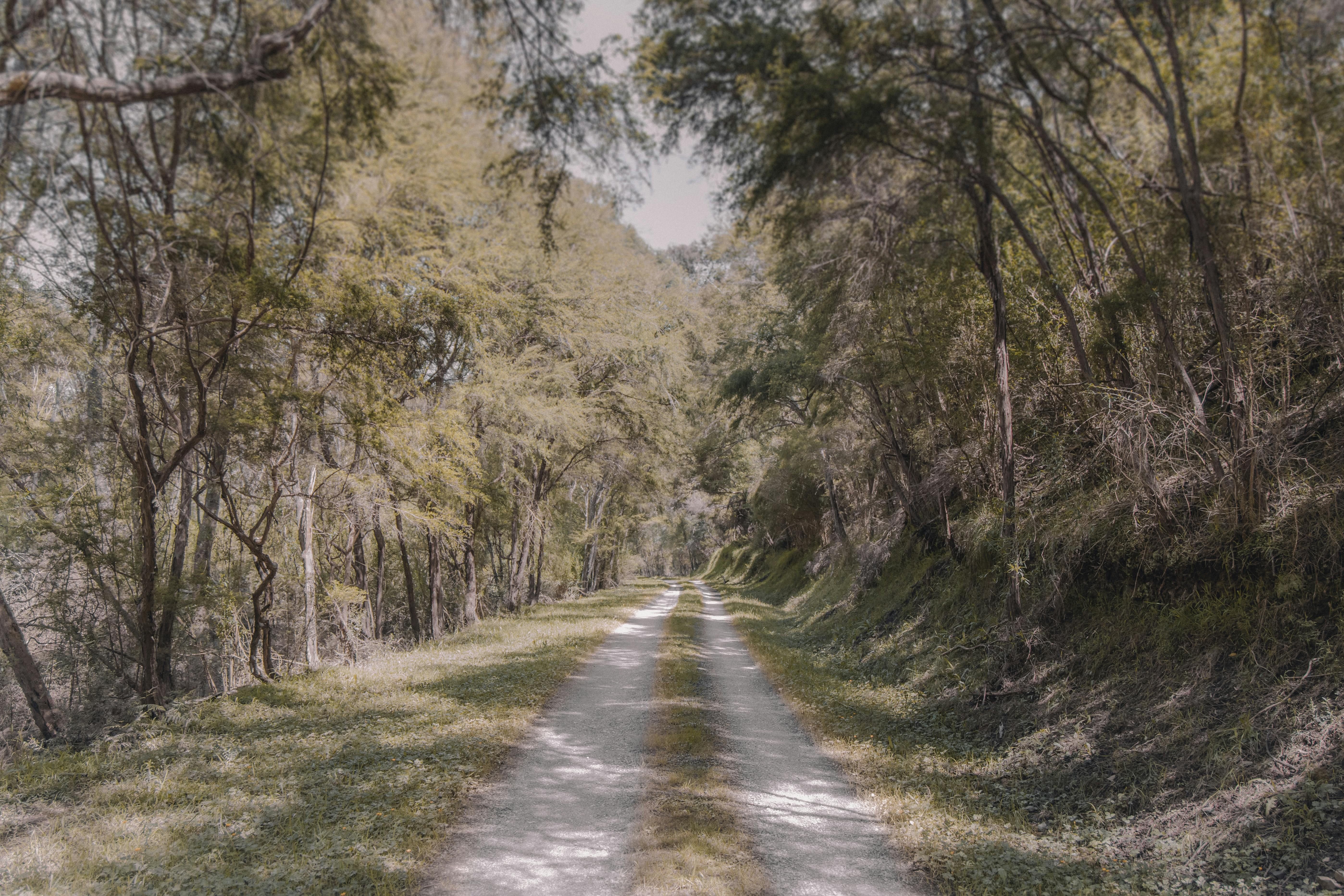 An Unpaved Pathway Surrounded by Trees · Free Stock Photo