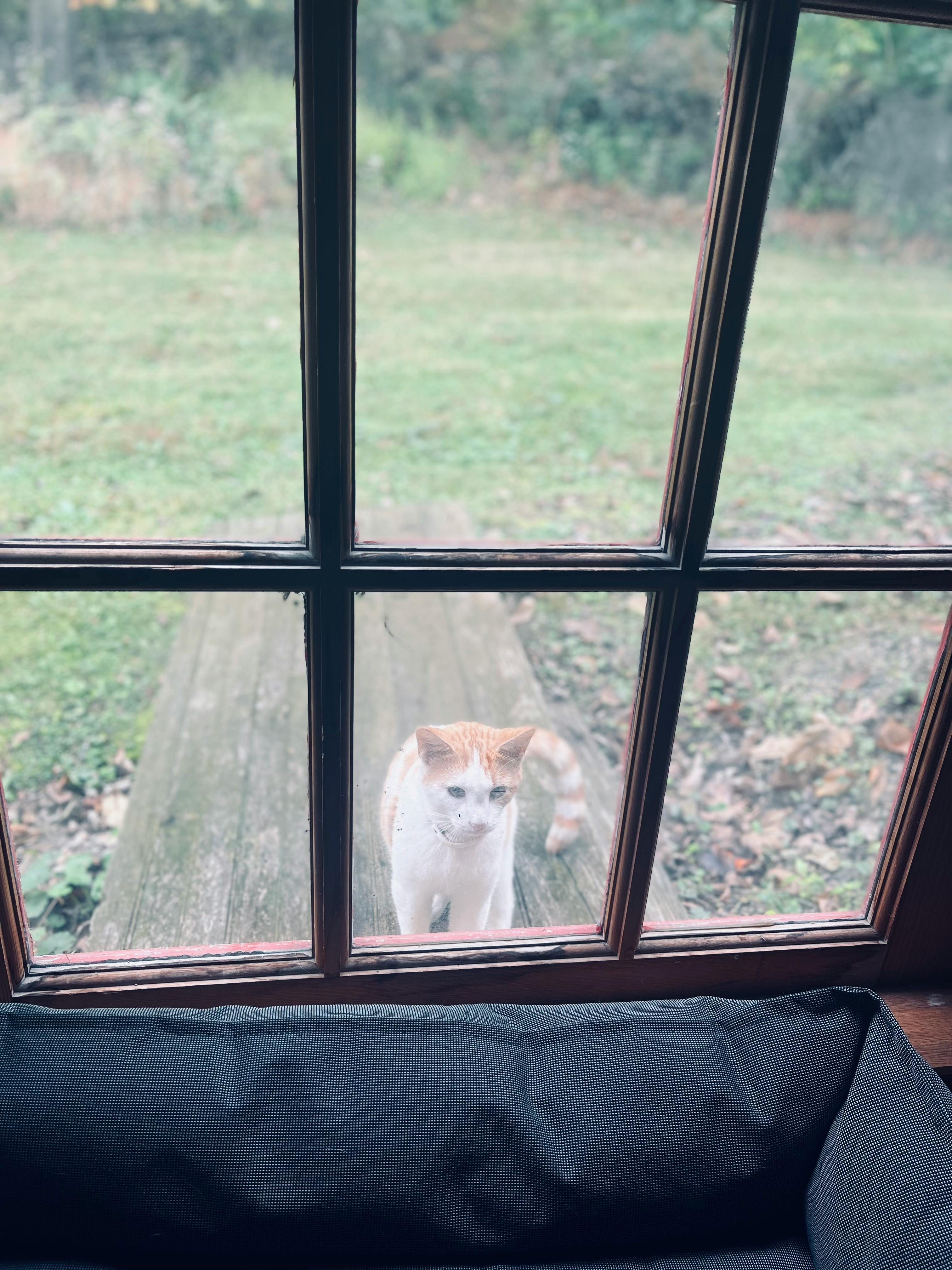 White Cat Outside the Glass Window · Free Stock Photo