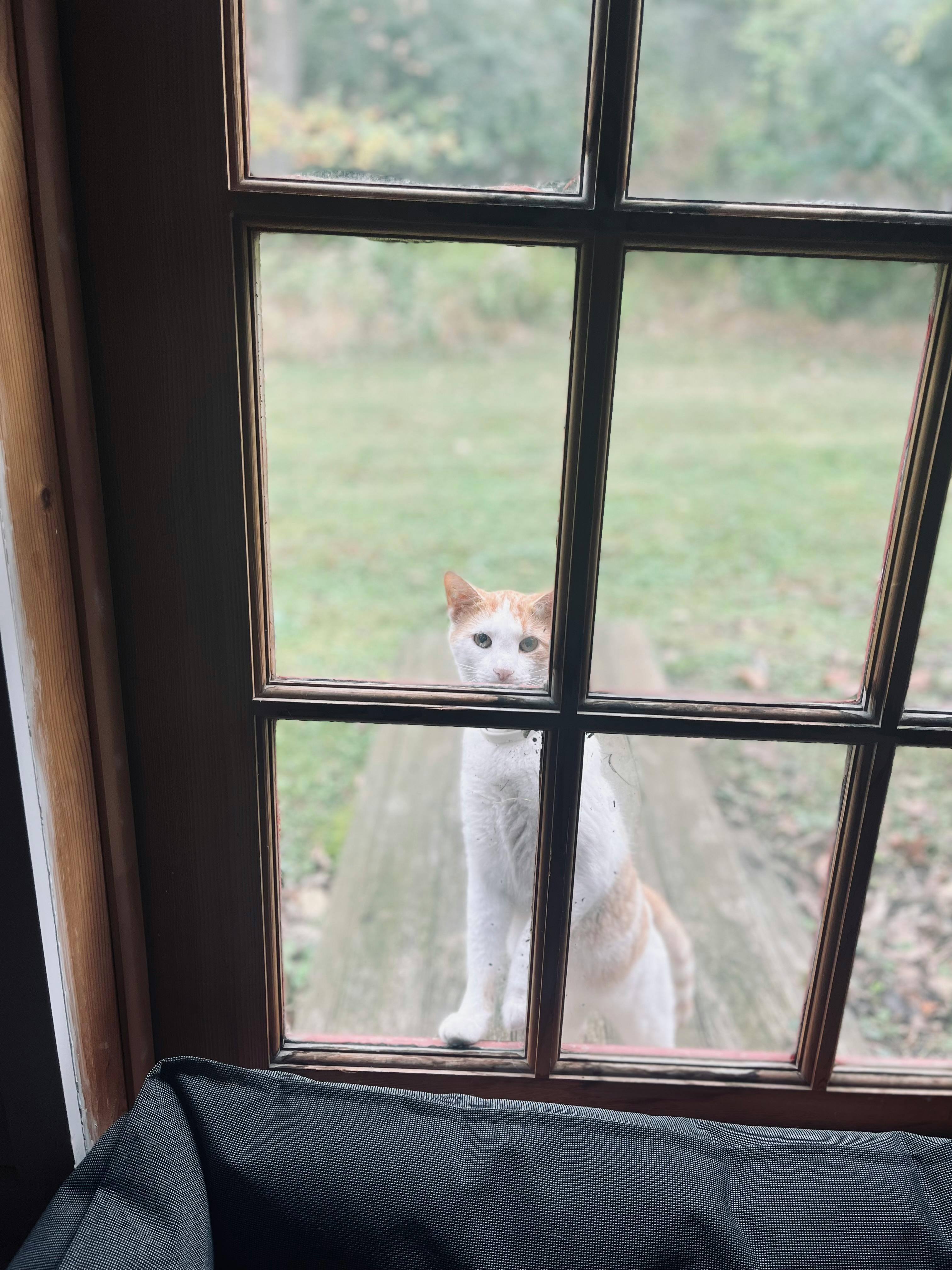 Cat Looking Through Window · Free Stock Photo