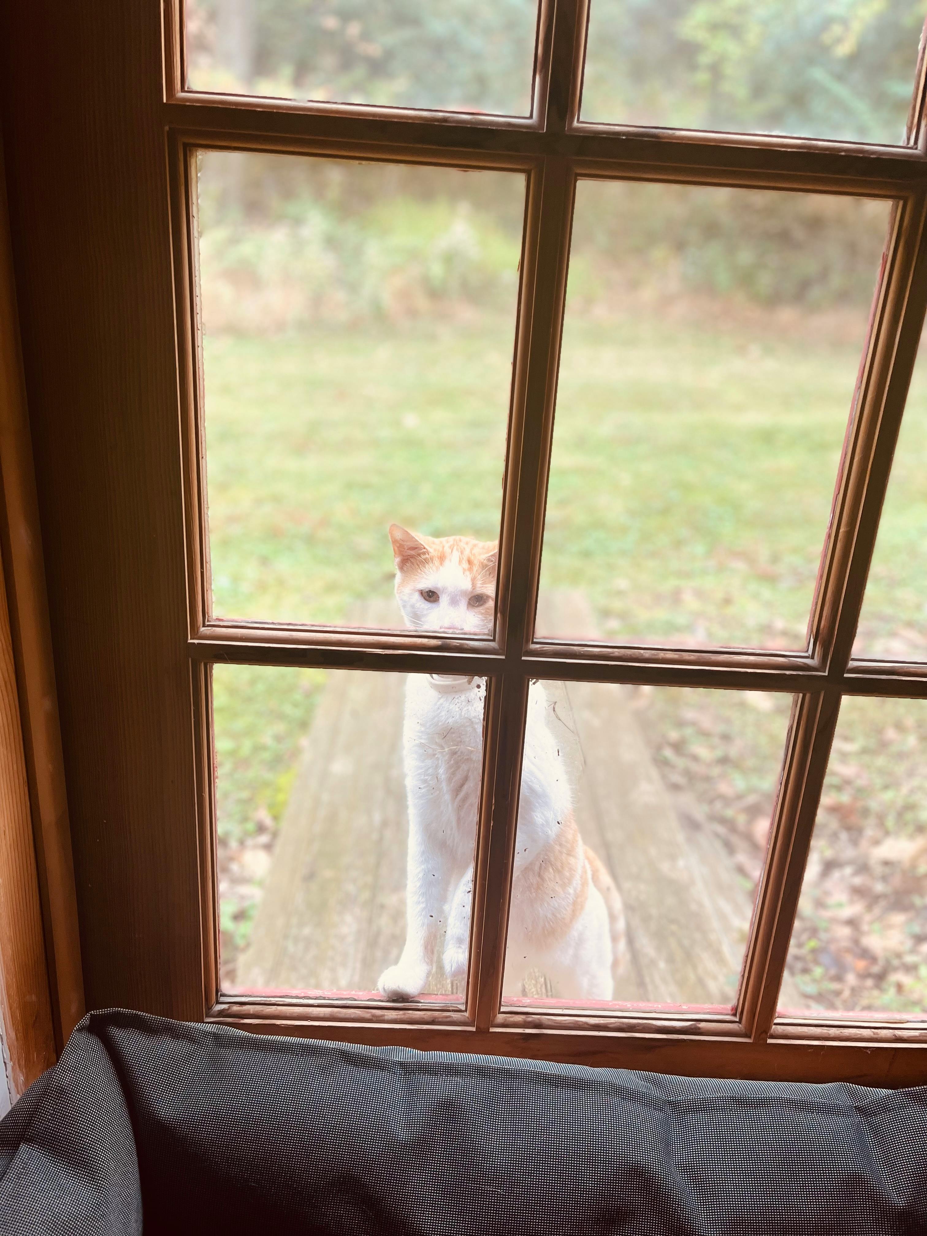 Cat Outside the Glass Window · Free Stock Photo