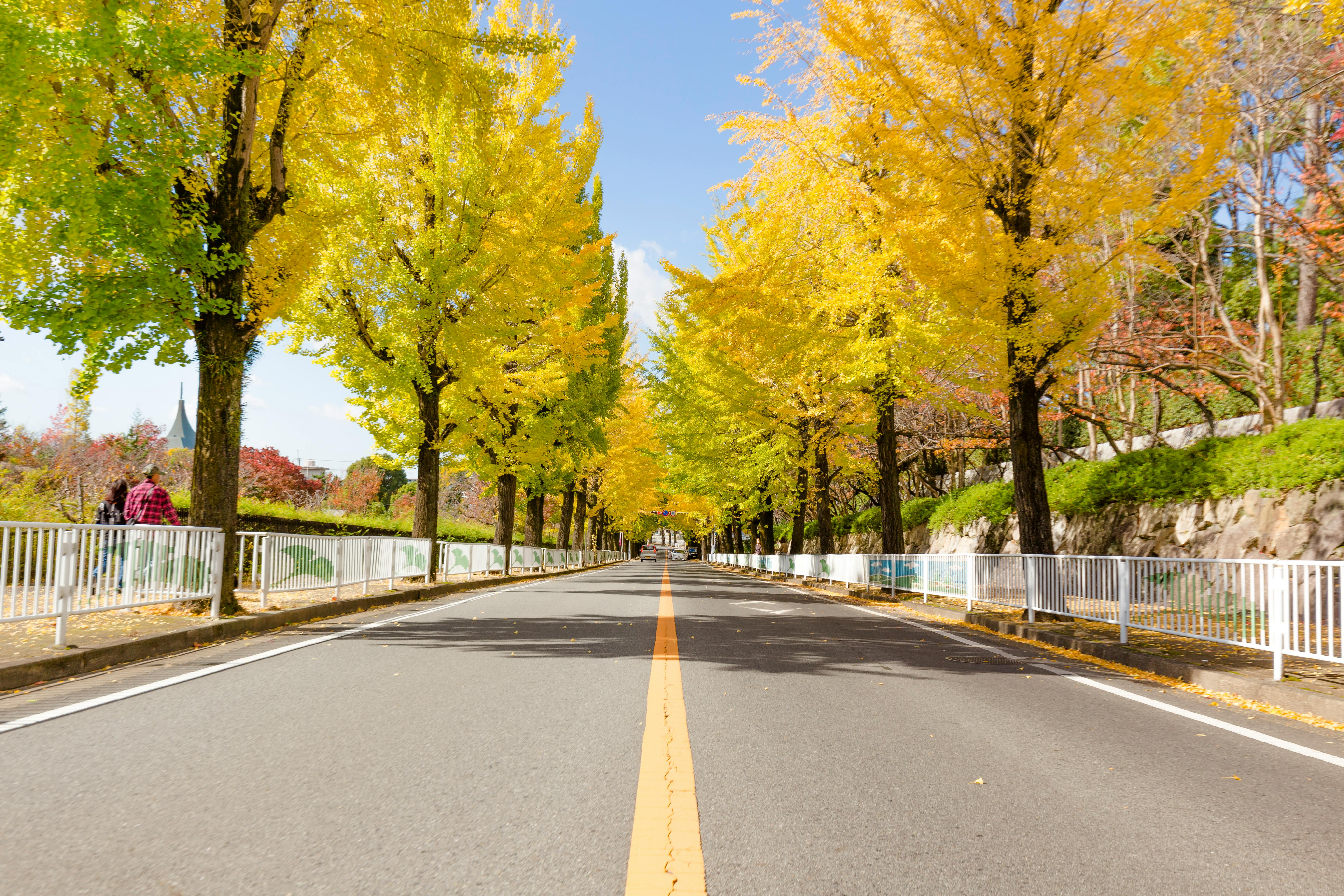 Colorful Trees around Road in Autumn · Free Stock Photo