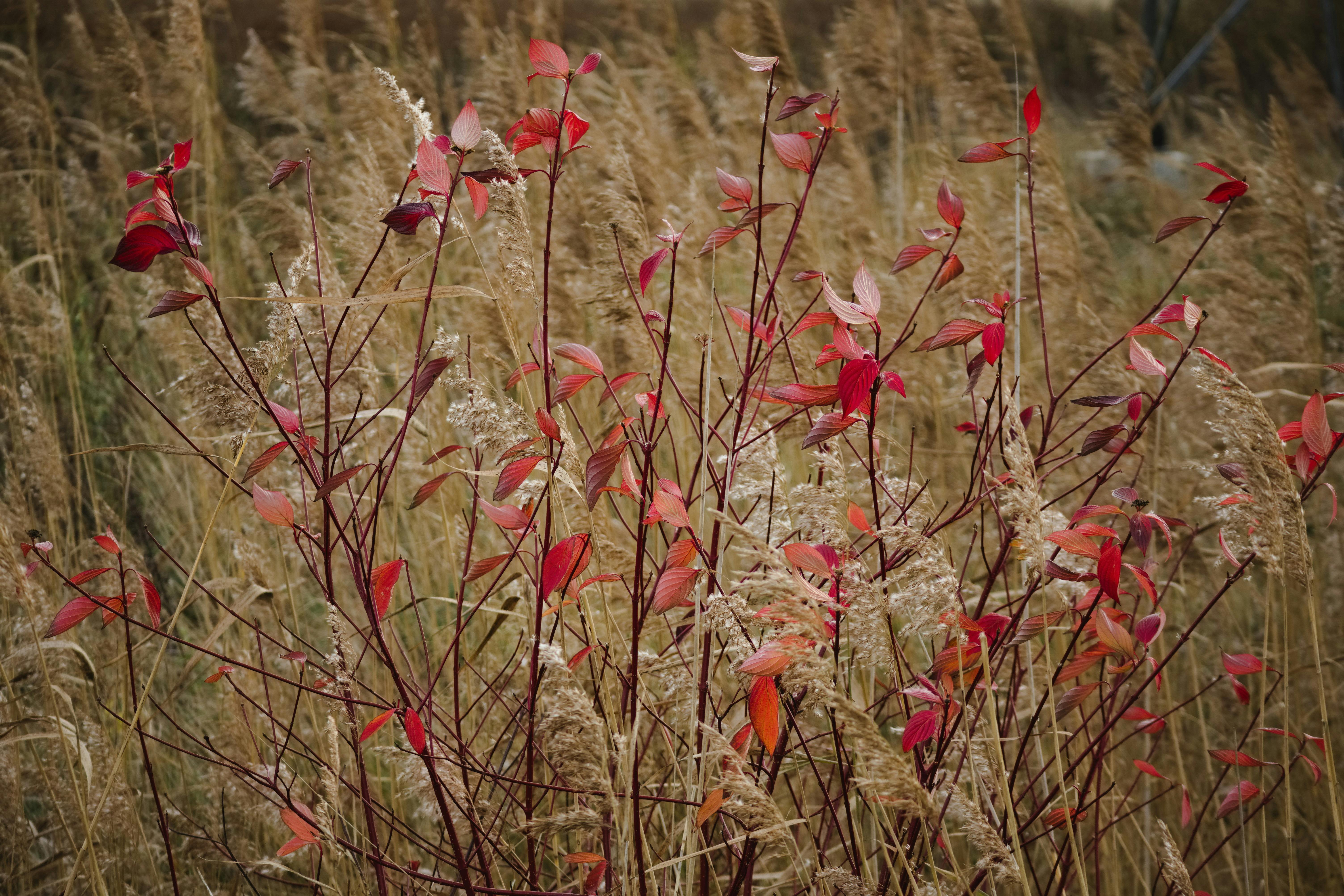 Red Leaves on Brown Grass Field · Free Stock Photo
