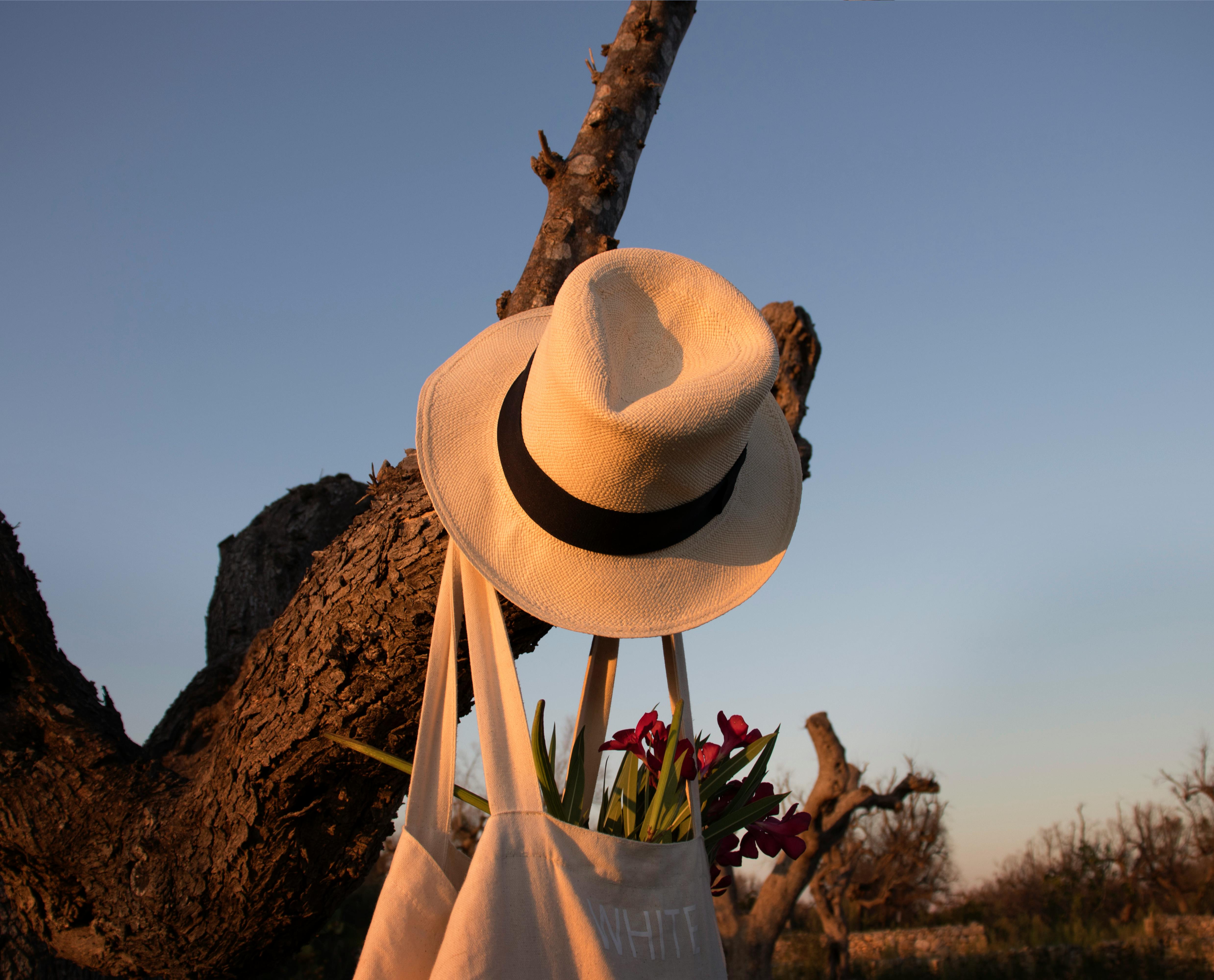 Brown Fedora Hat on Brown Tree Branch · Free Stock Photo