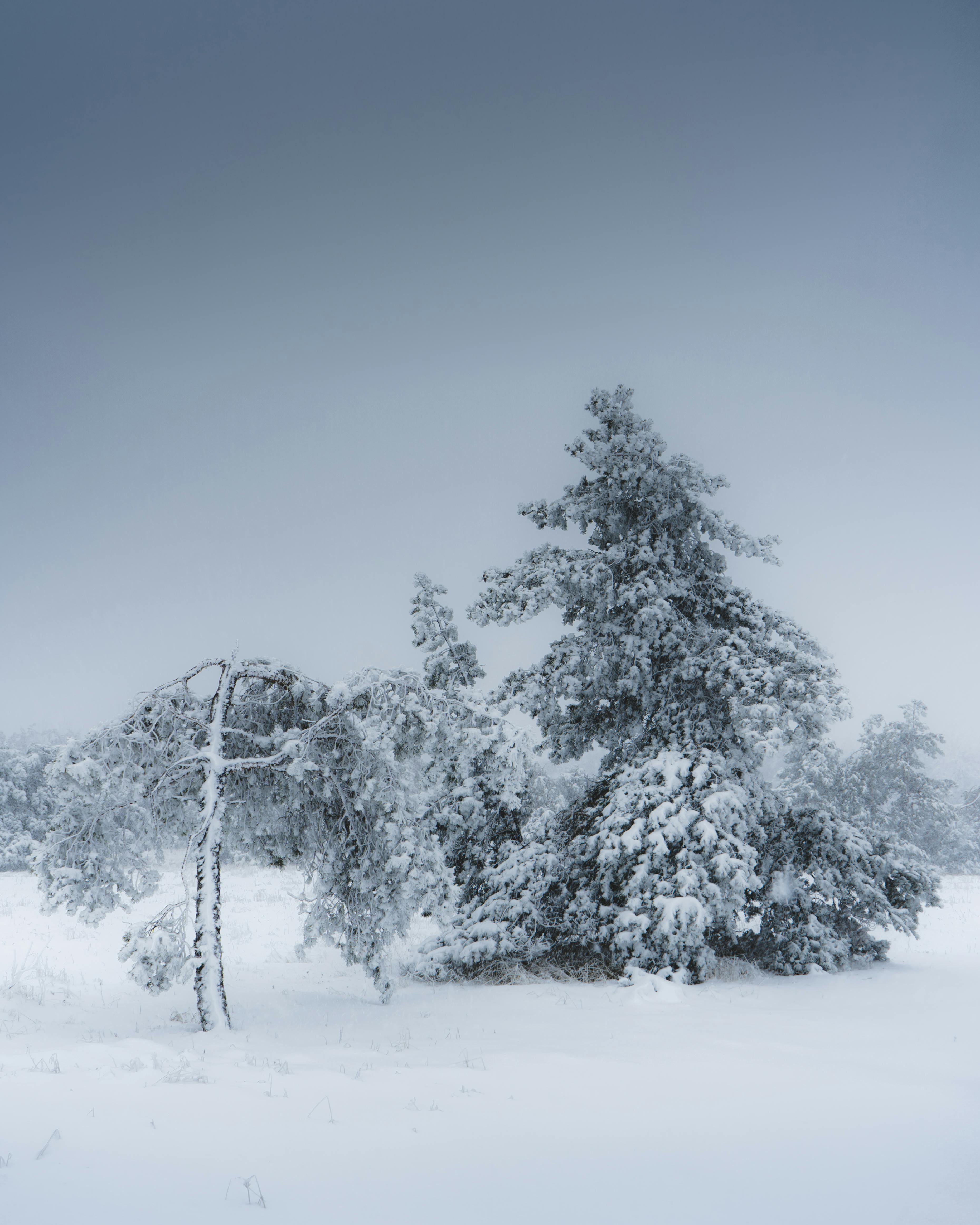 Pastel Snow Photos, Download The BEST Free Pastel Snow Stock Photos ...