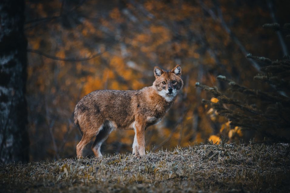 Exploring Wild Dog Types: Diverse Canines Found Globally