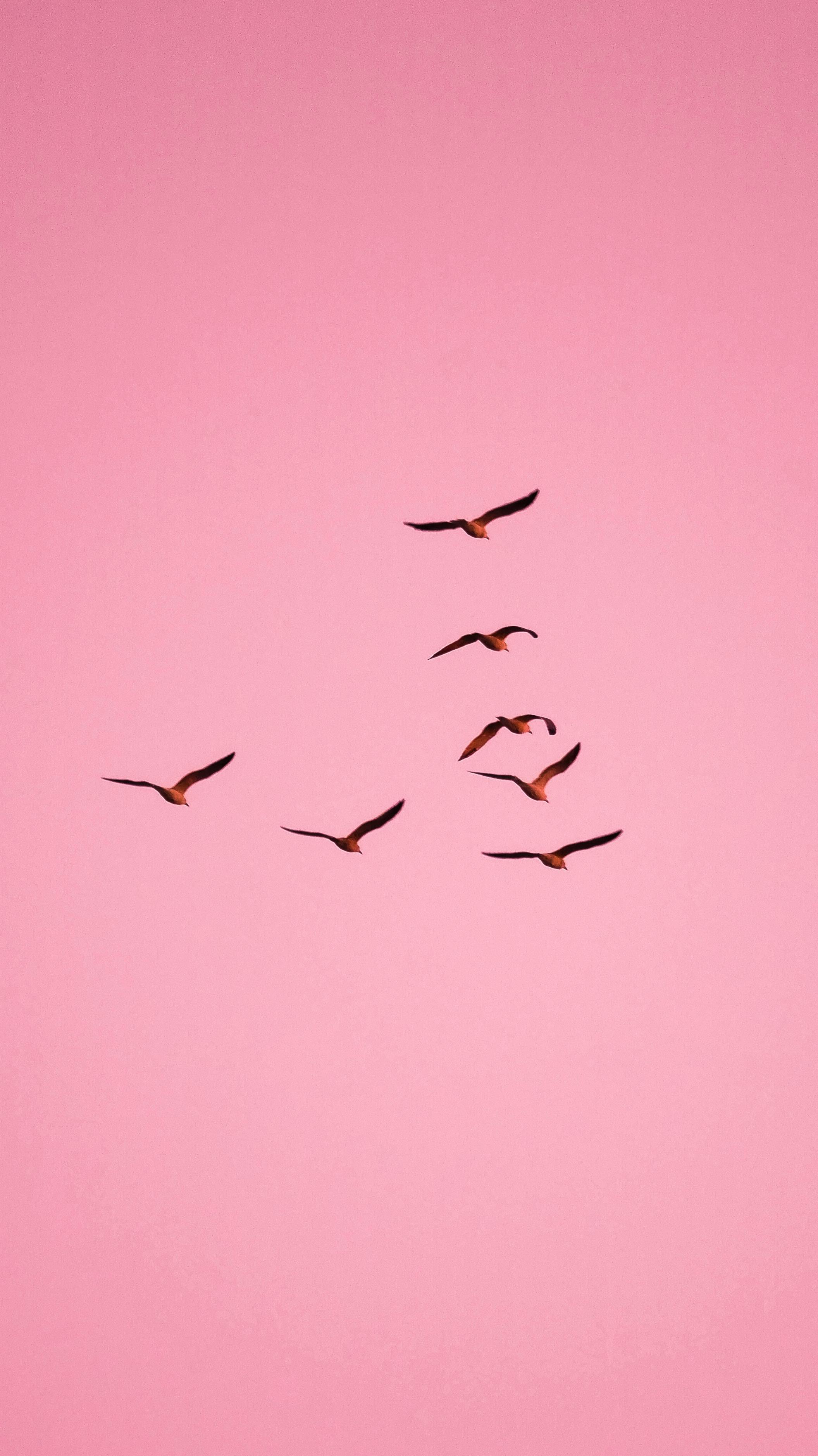 Birds Wallpaper Tumblr