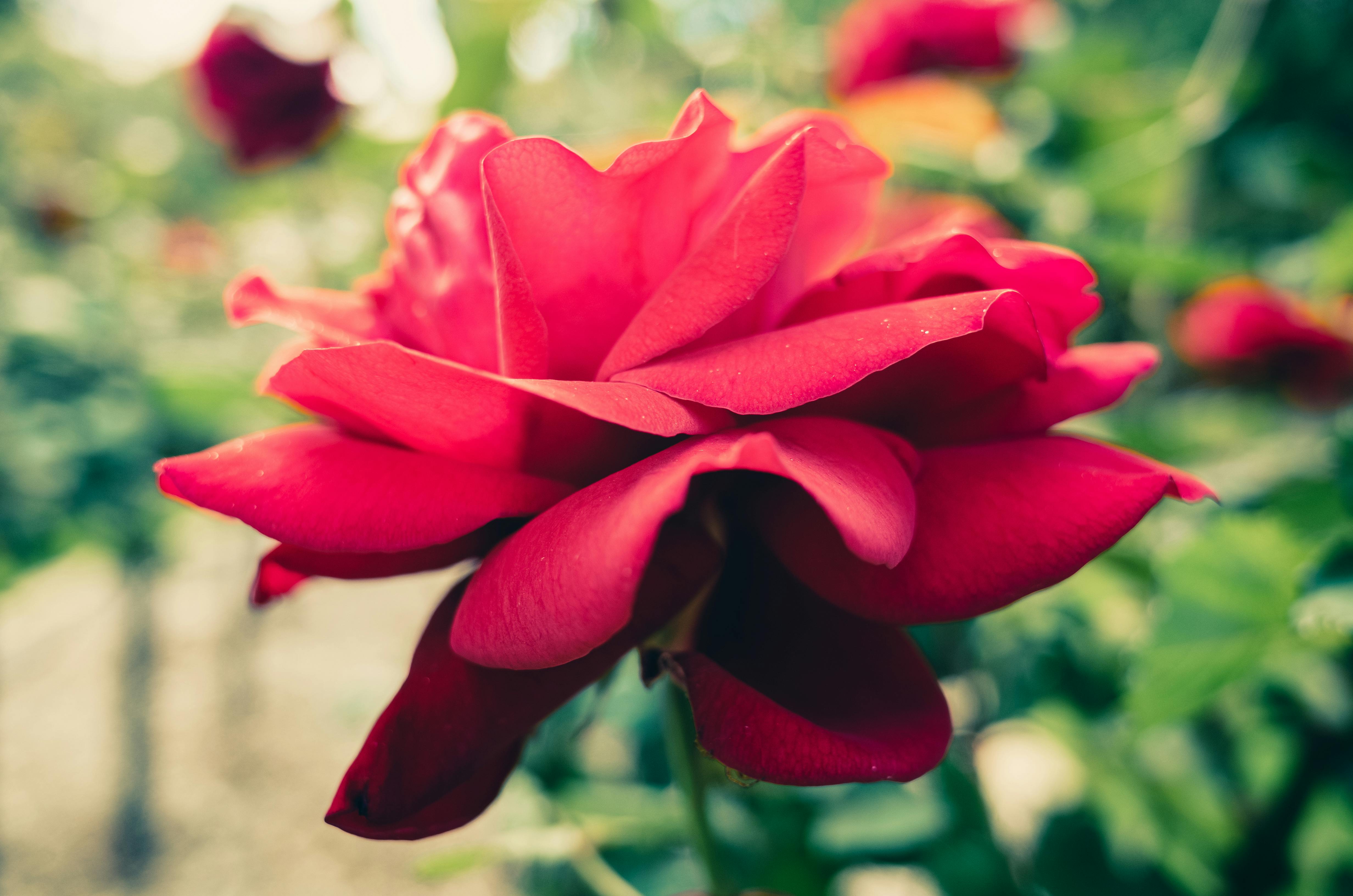 A Red Clover in Bloom · Free Stock Photo
