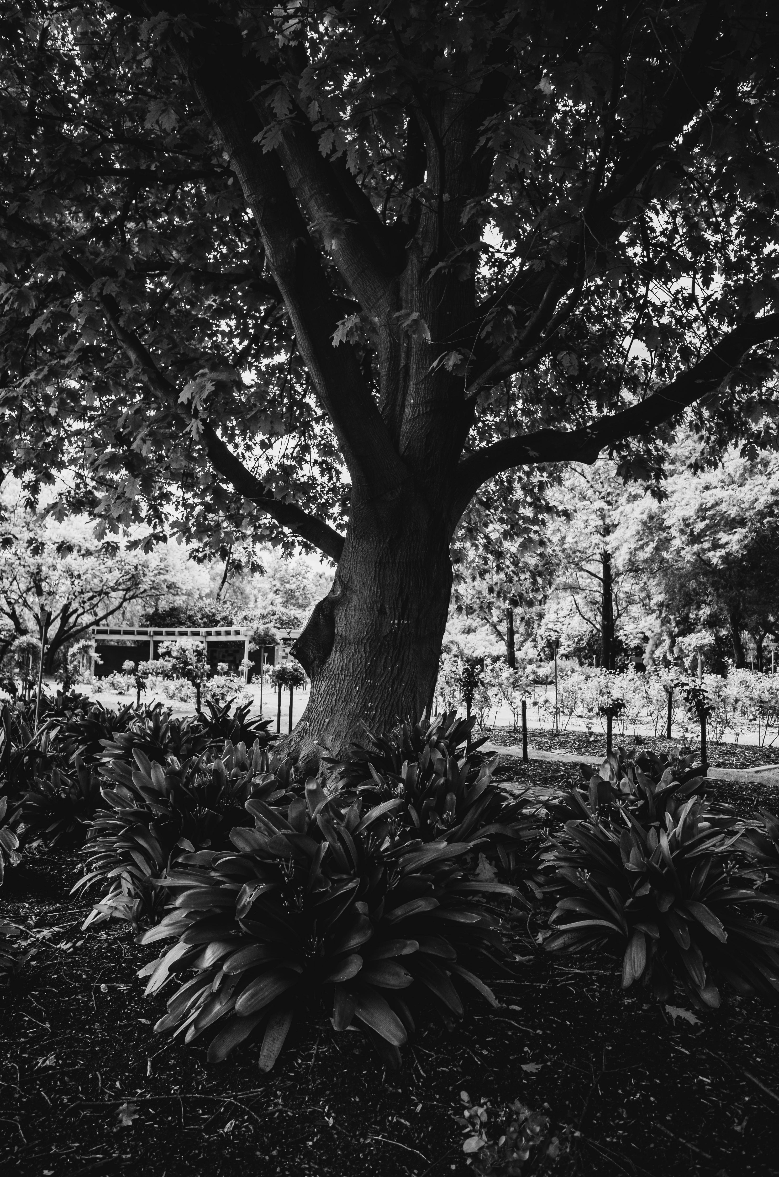 Grayscale Photo of Trees · Free Stock Photo