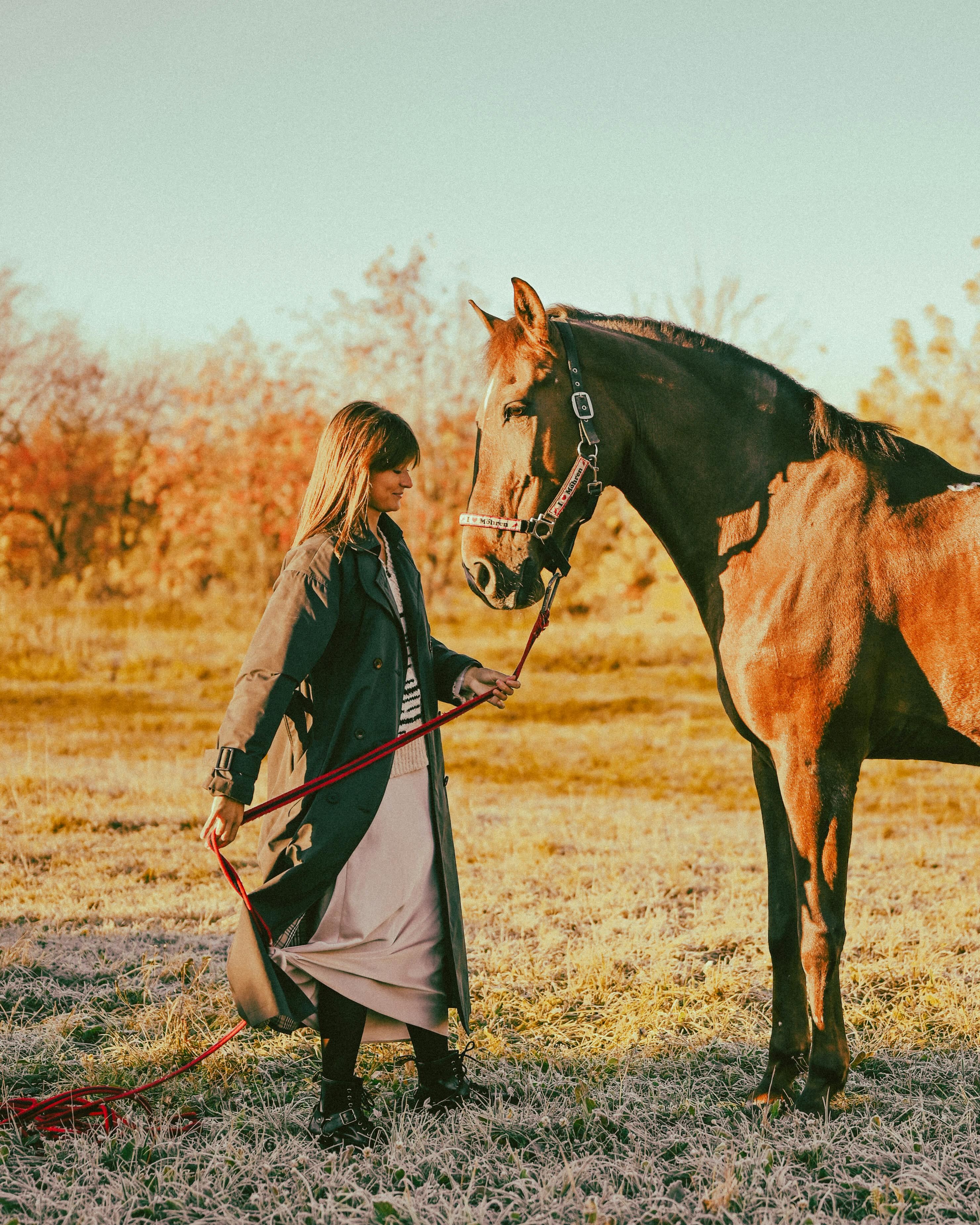 Black Horse with Yellow Bridle Standing on Hind Legs in Pasture · Free ...