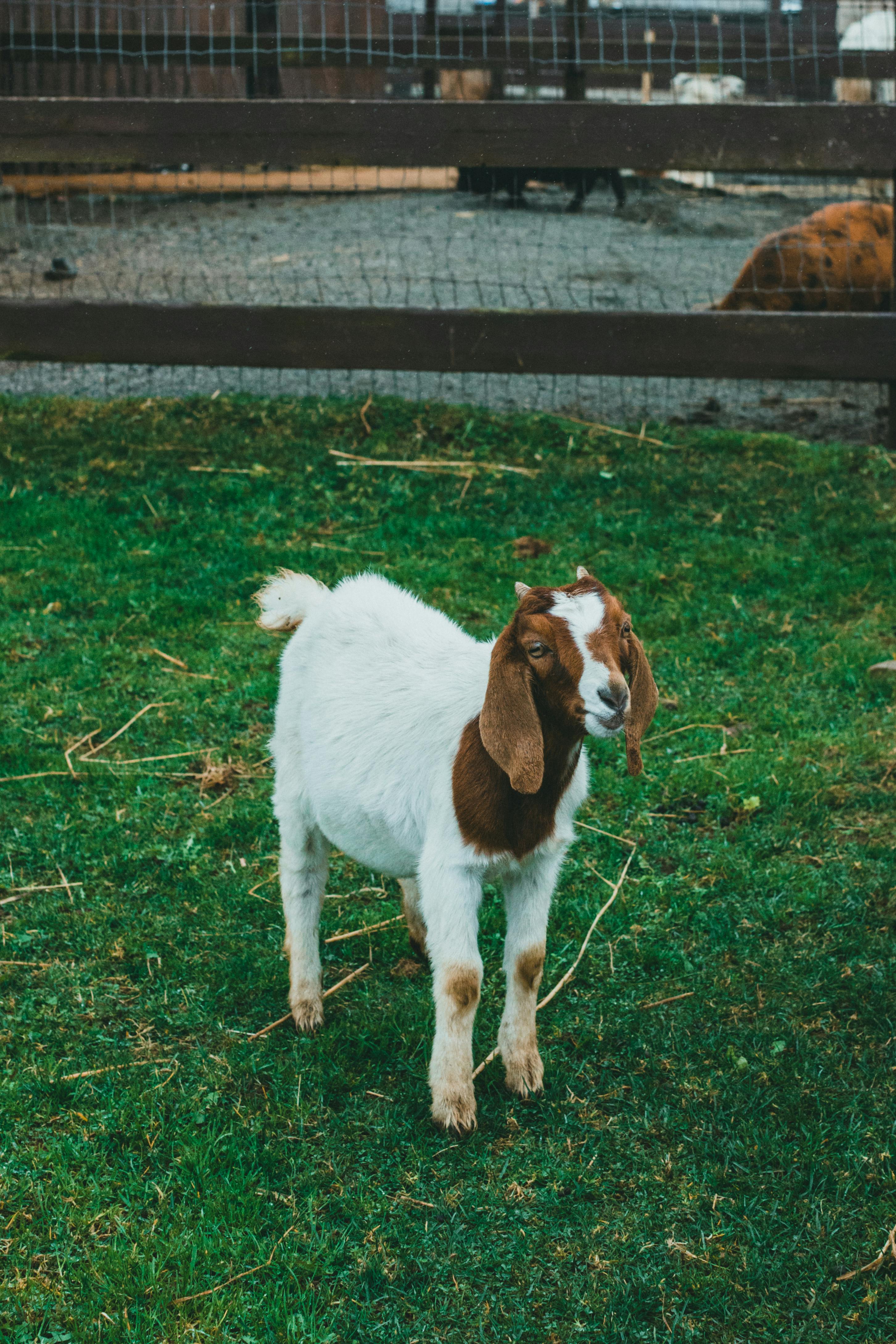 Selective Focus Photography of Goat · Free Stock Photo