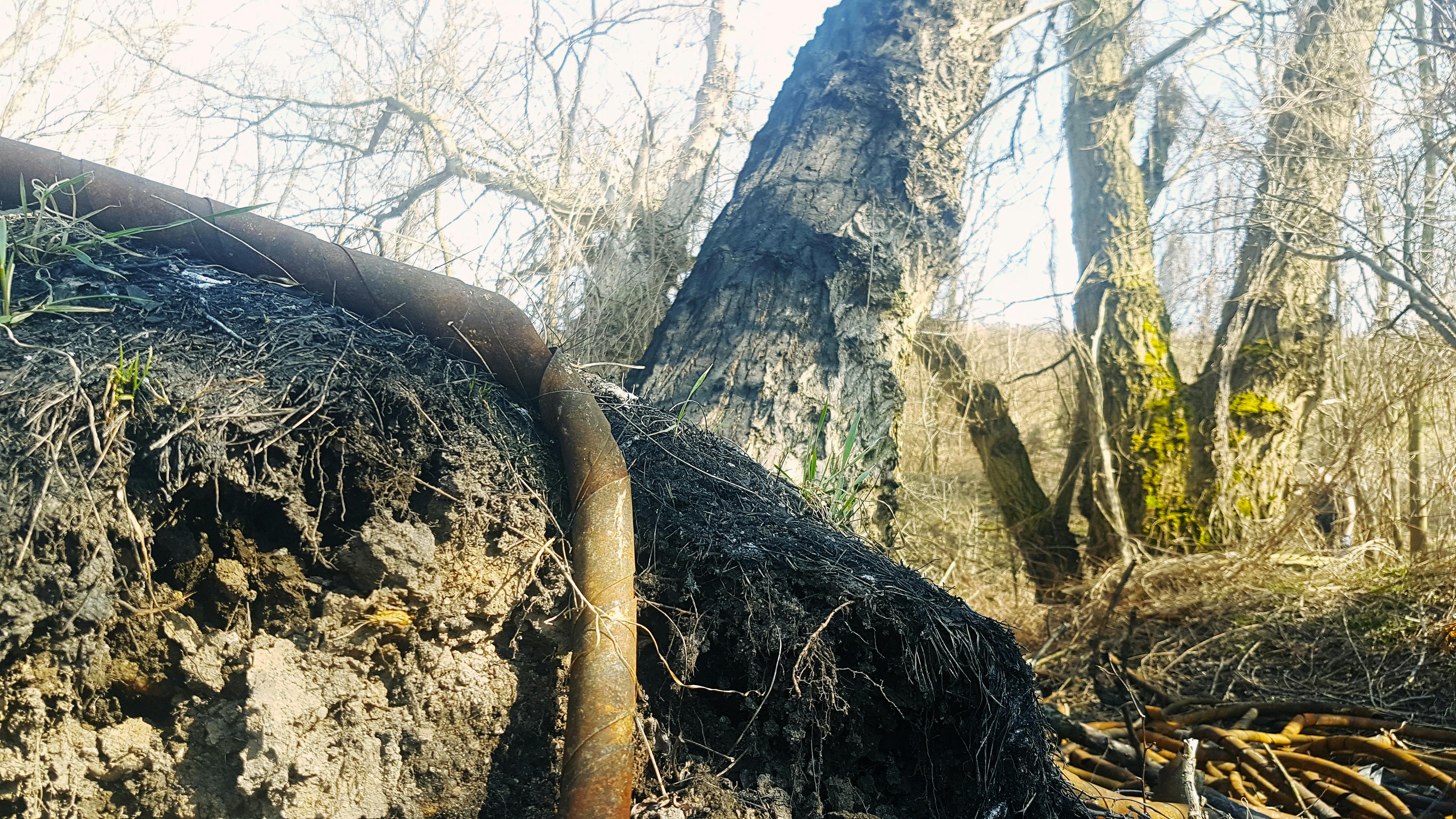 Free stock photo of dirty, earth, forest