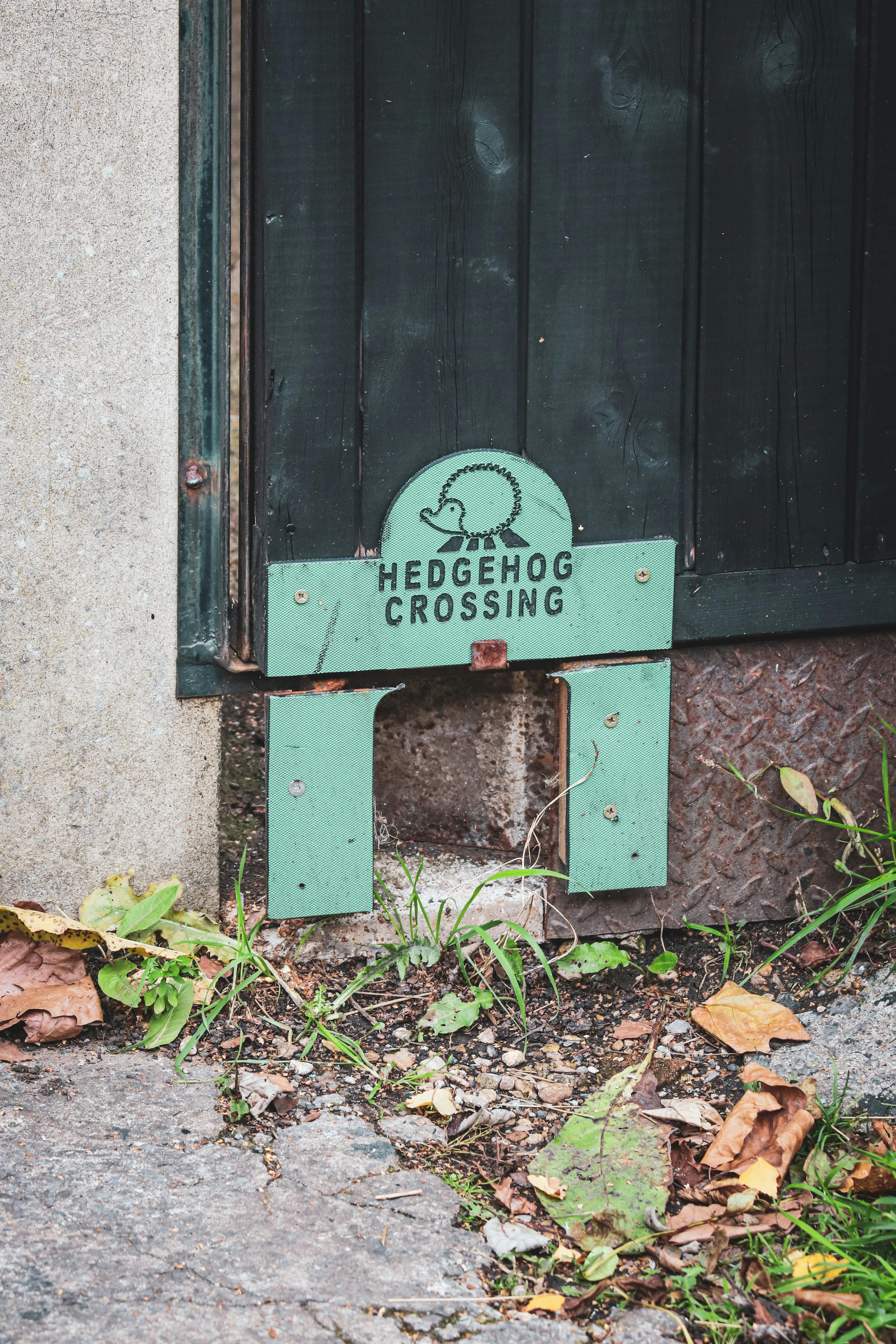 Hedgehog Crossing Photos, Download The BEST Free Hedgehog Crossing ...