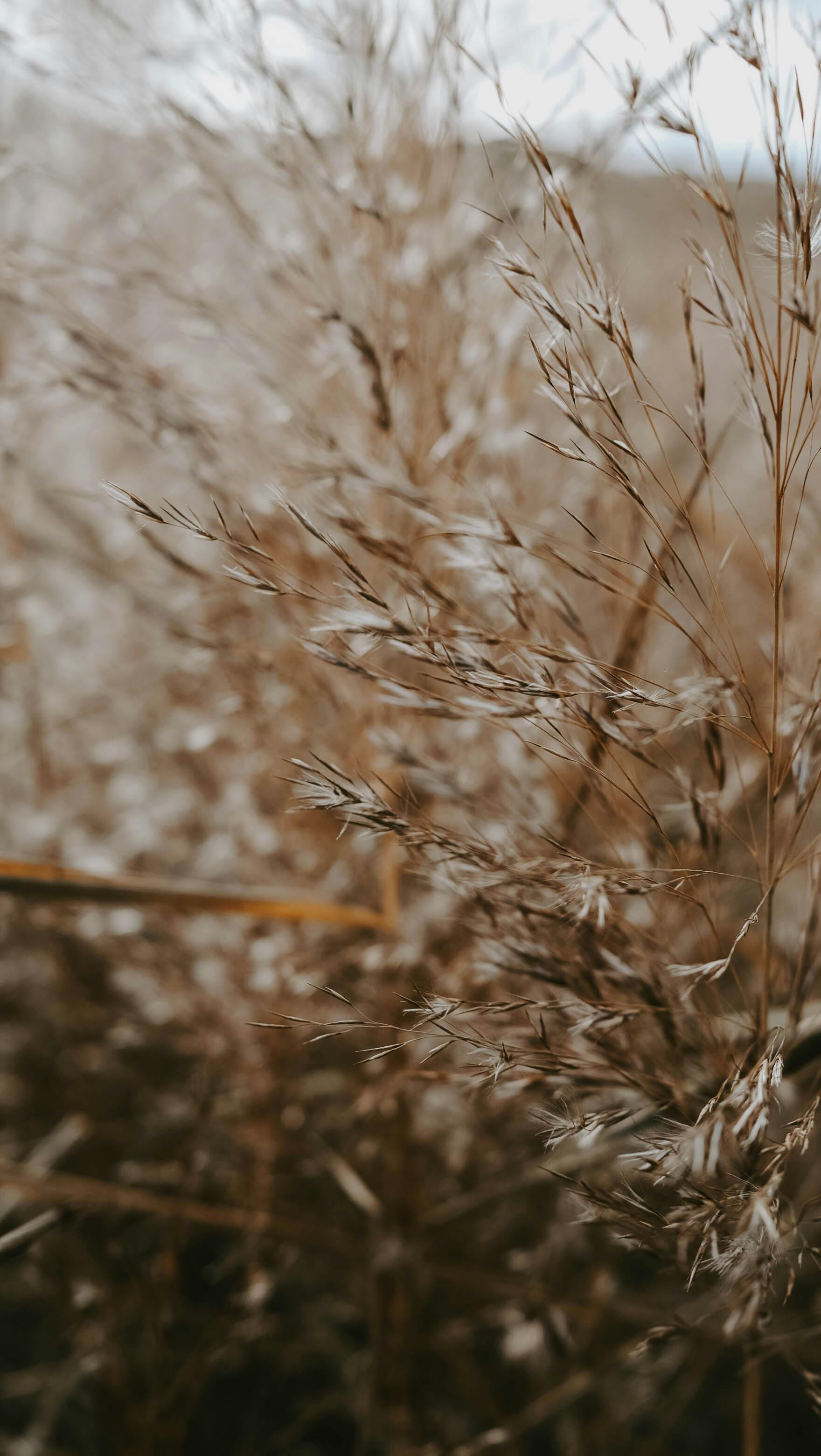 Close Up Photo of Dry Reed · Free Stock Photo