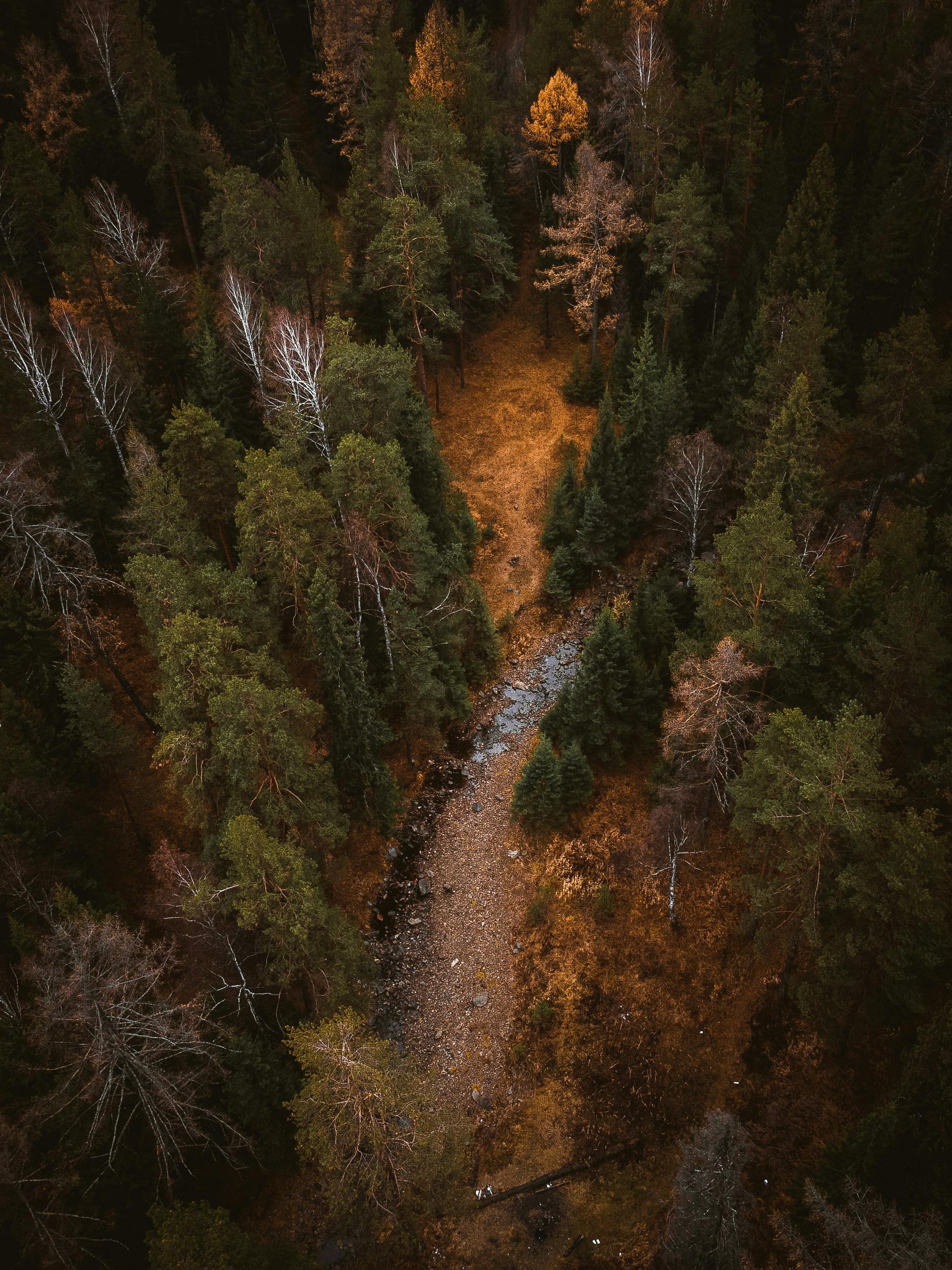 Aerial View of a Forest · Free Stock Photo