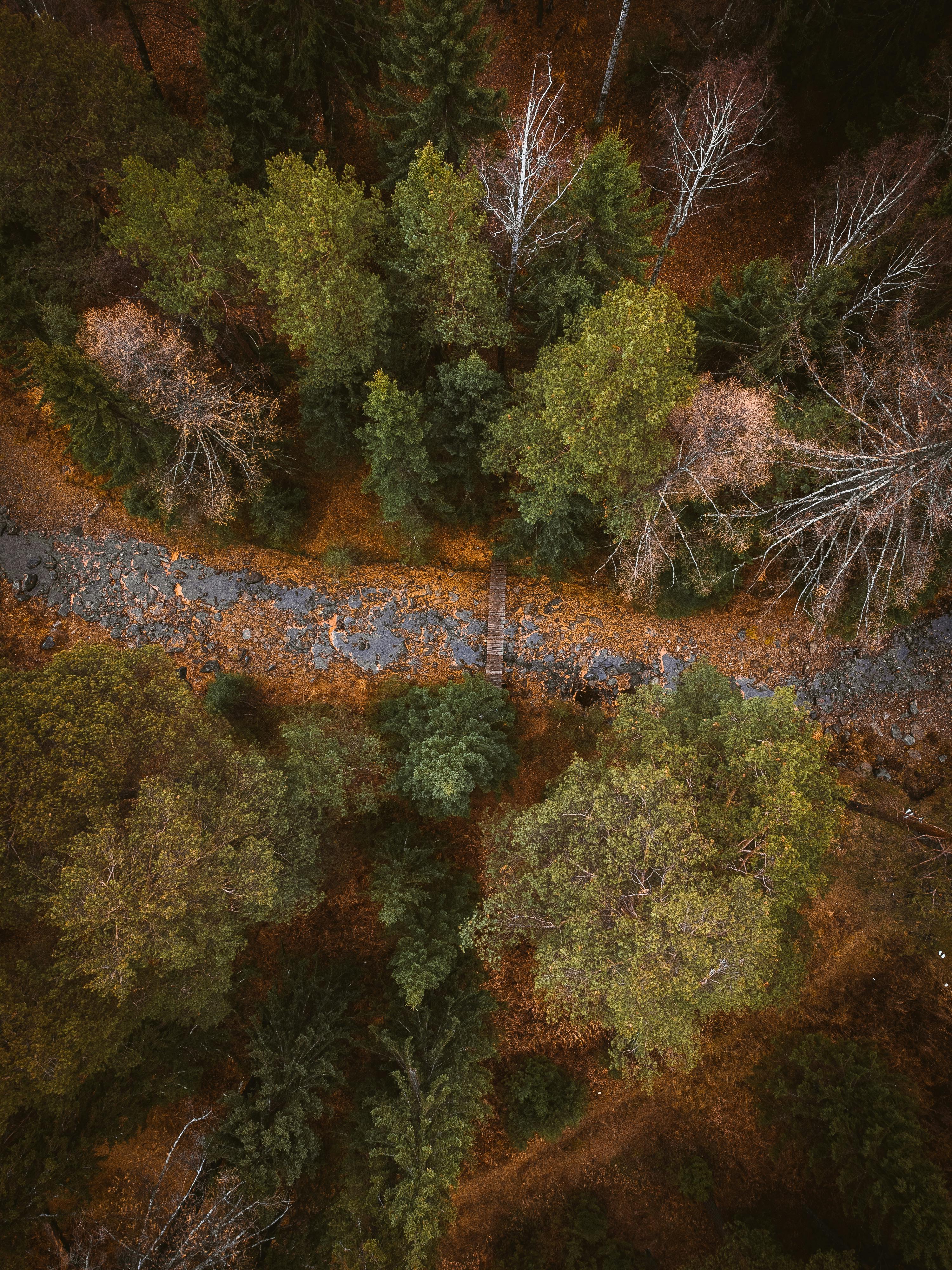 Aerial Photography of Forest Trees · Free Stock Photo