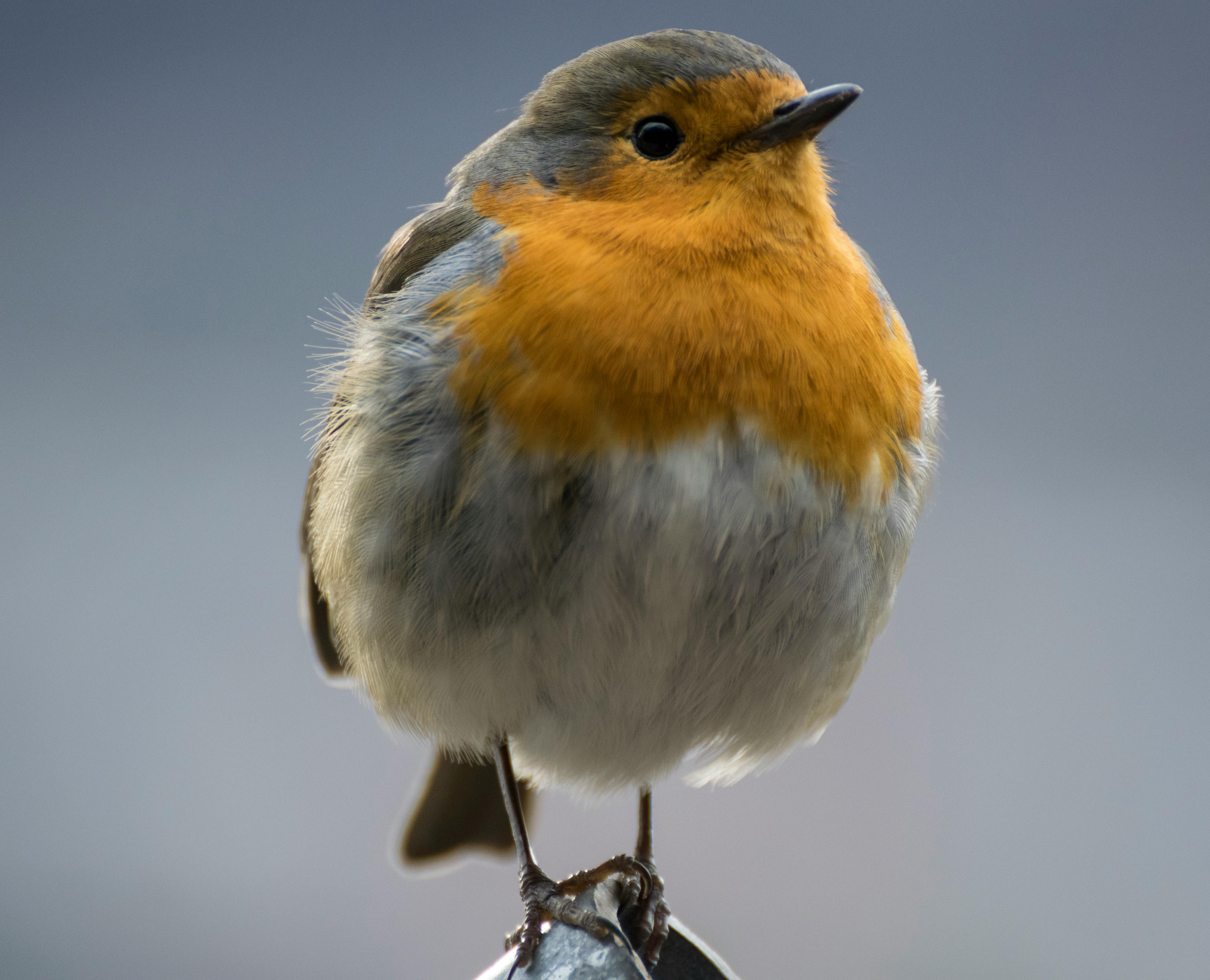 Animali 5 Photos & Videos Collected by Stefano Parisi