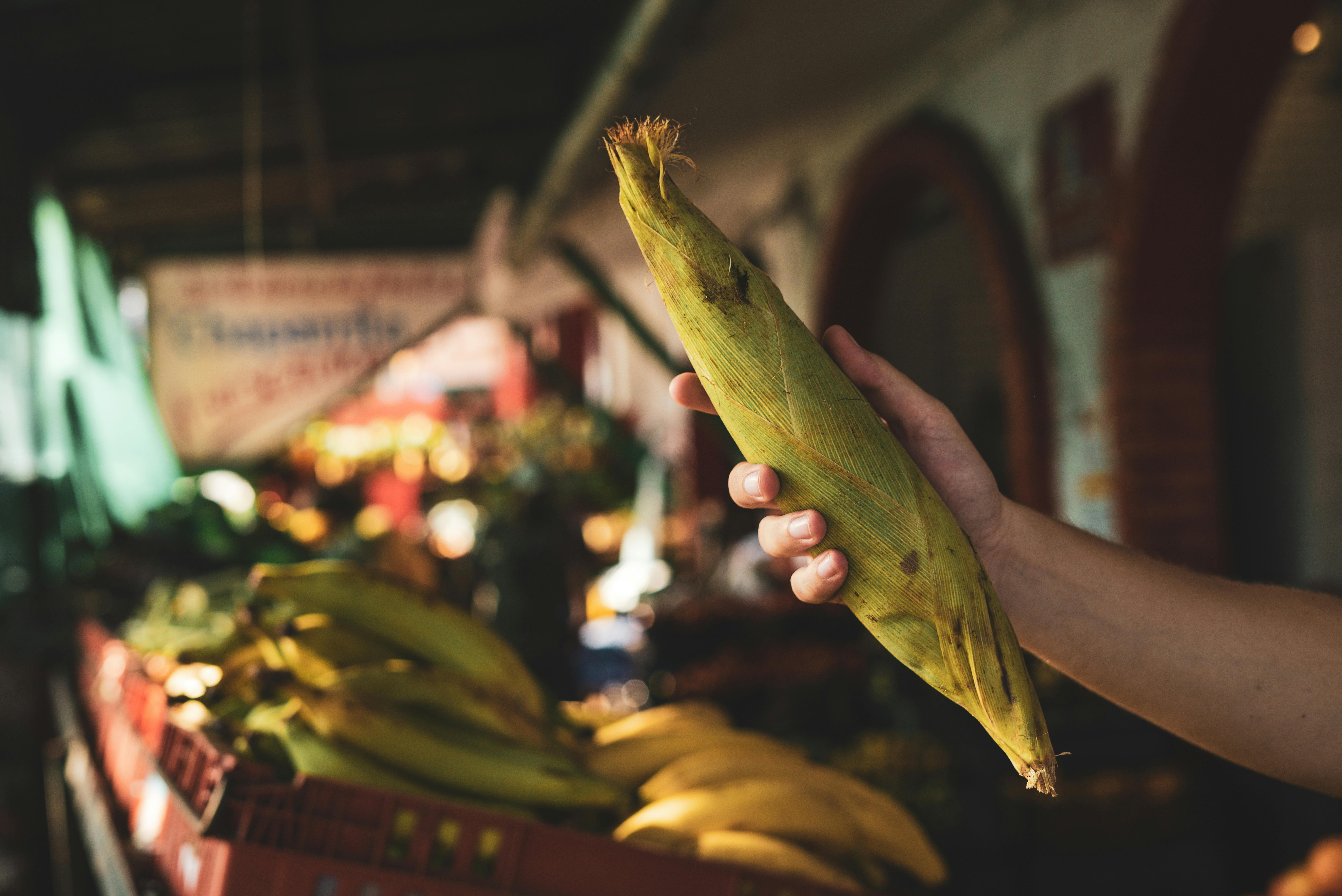 Close up on Corn in Hand · Free Stock Photo