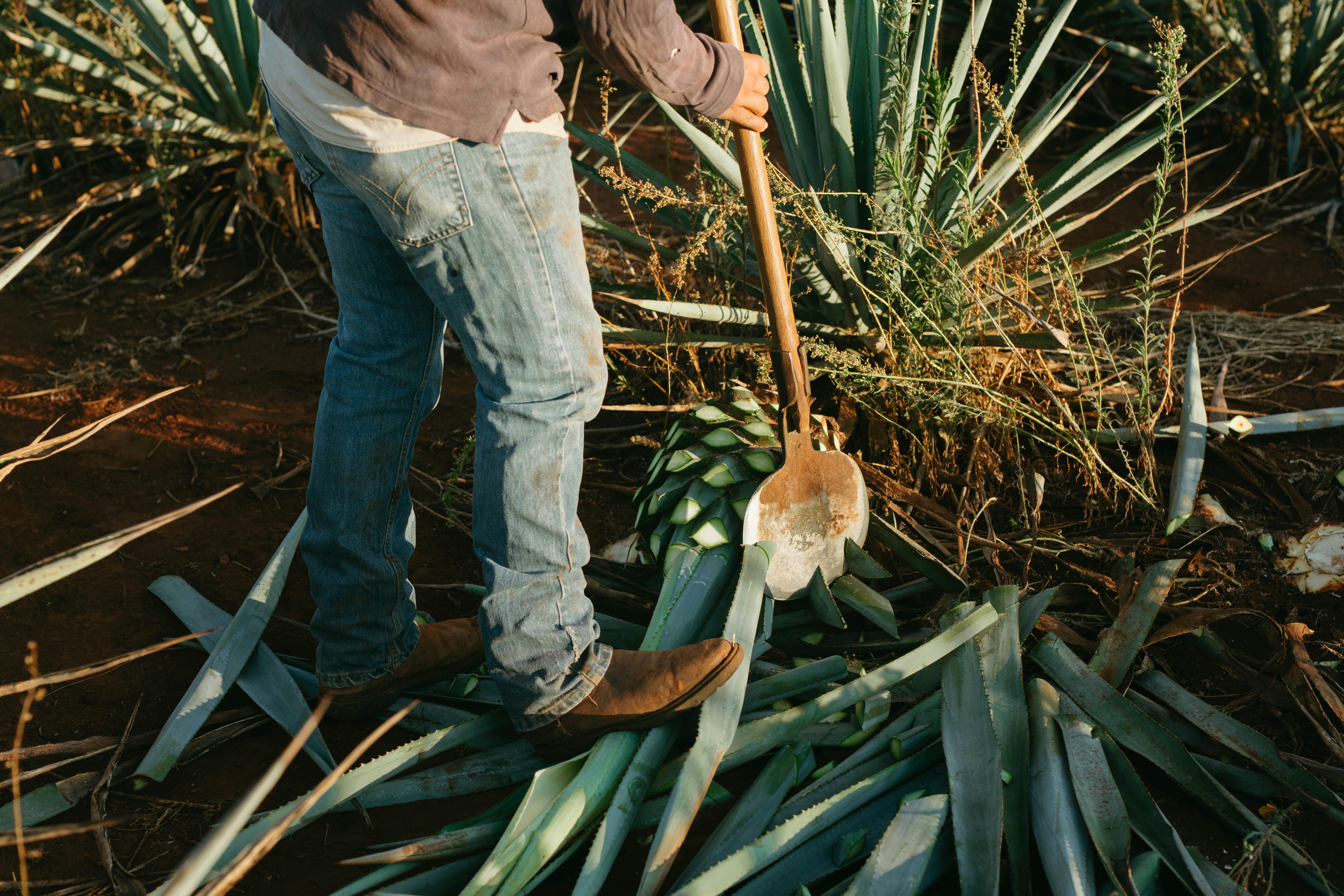 Person Harvesting Agave · Free Stock Photo