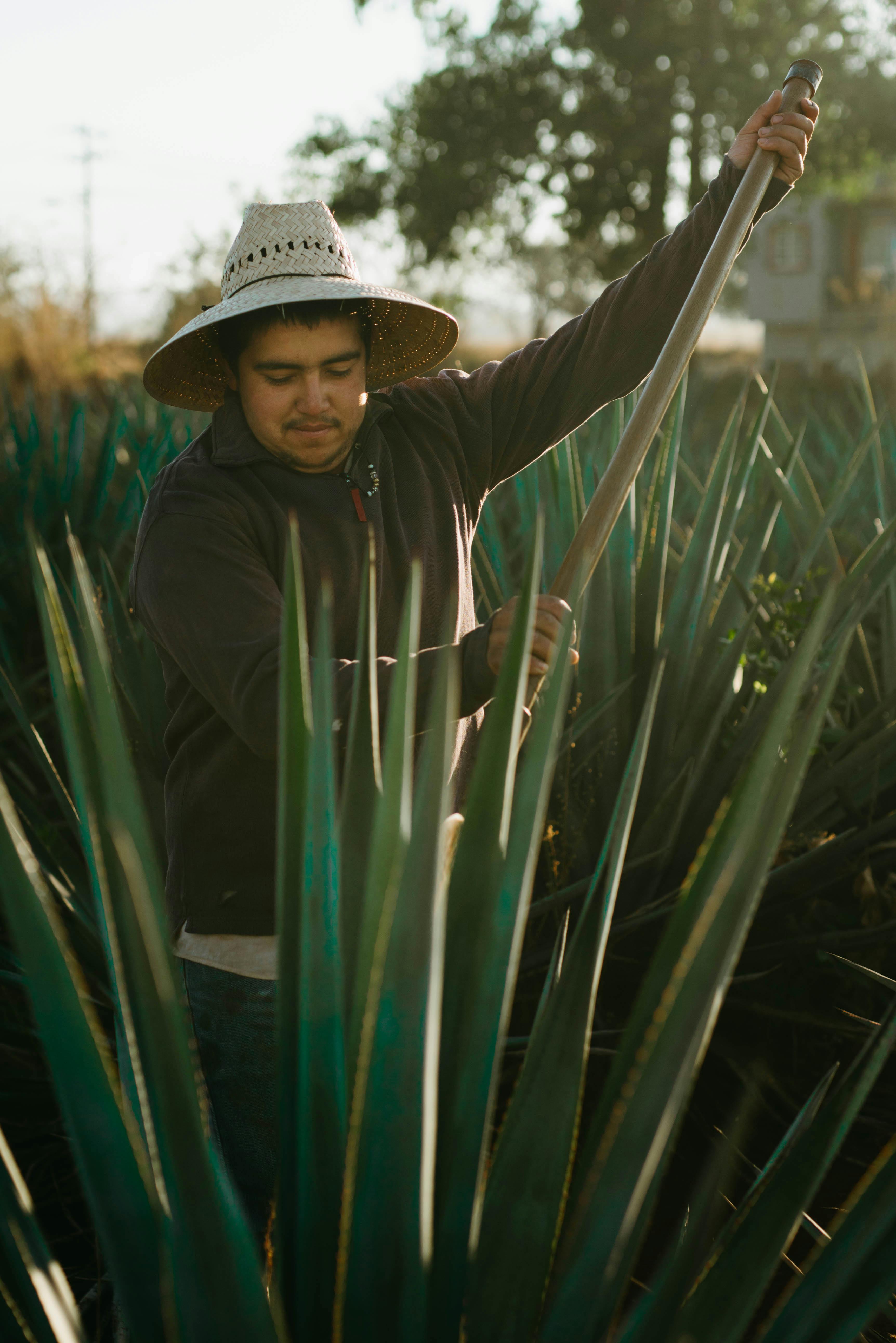 Man Harvesting Agave · Free Stock Photo