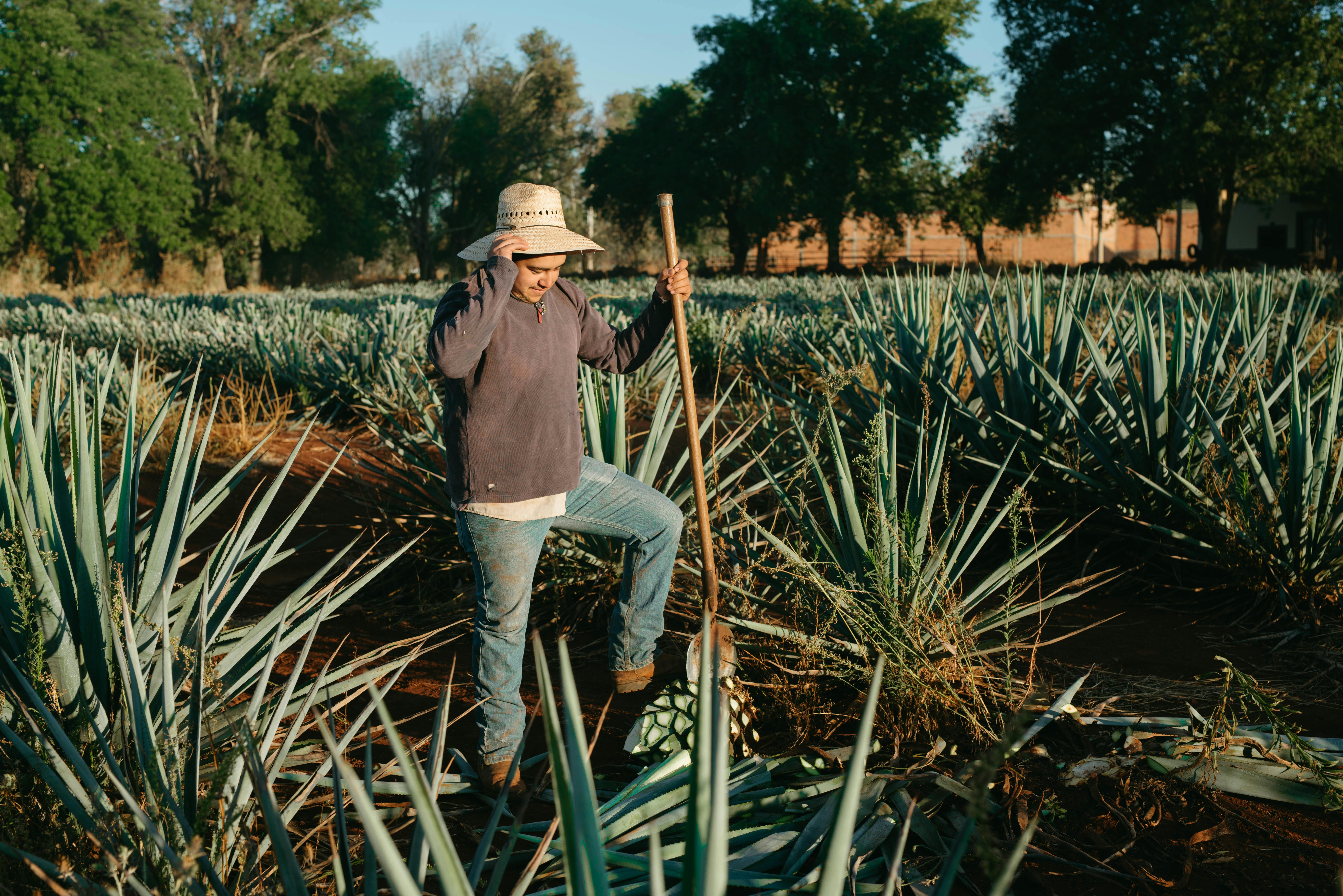 Agave Harvest · Free Stock Photo