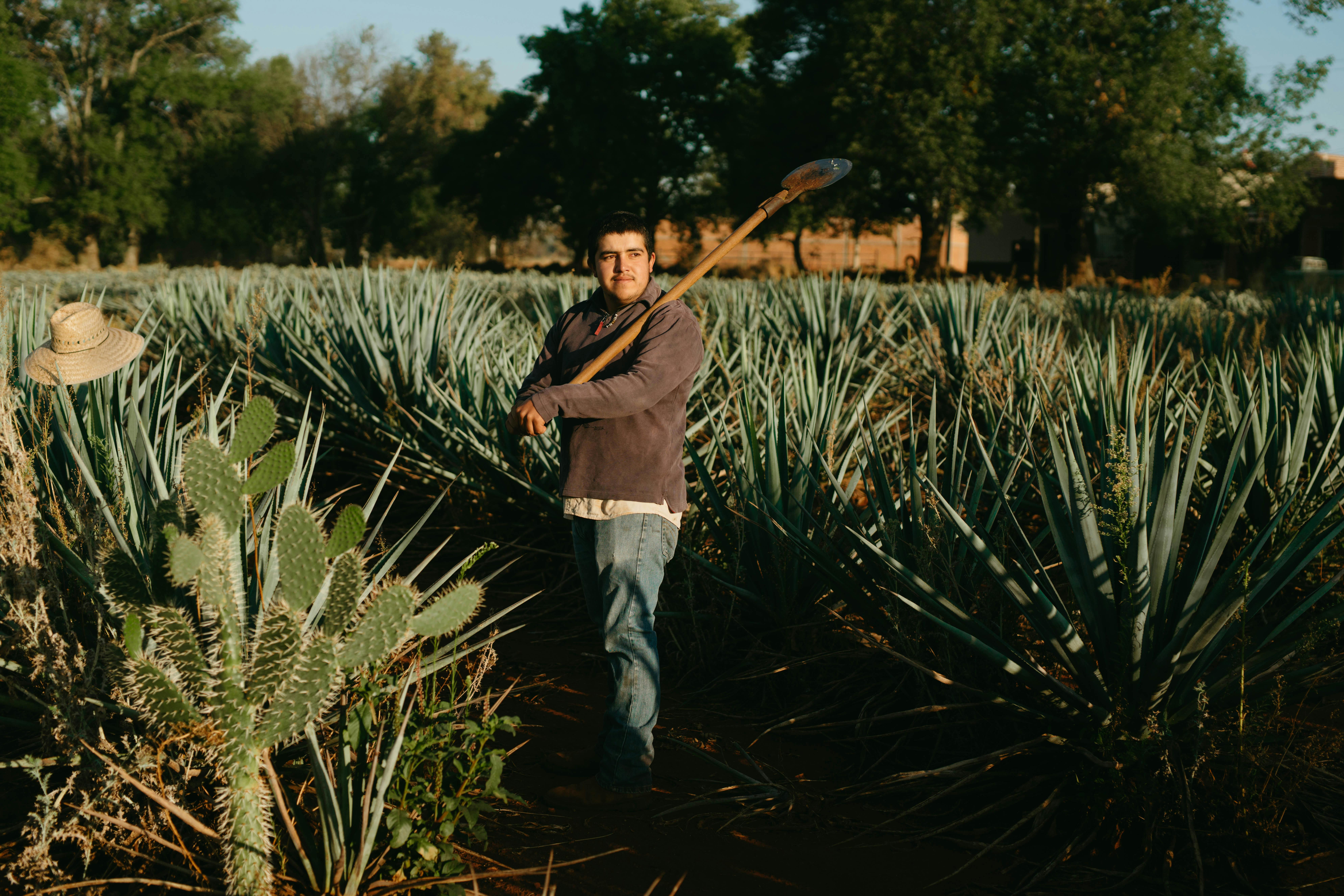 A Famer Standing in the Agave Farm · Free Stock Photo