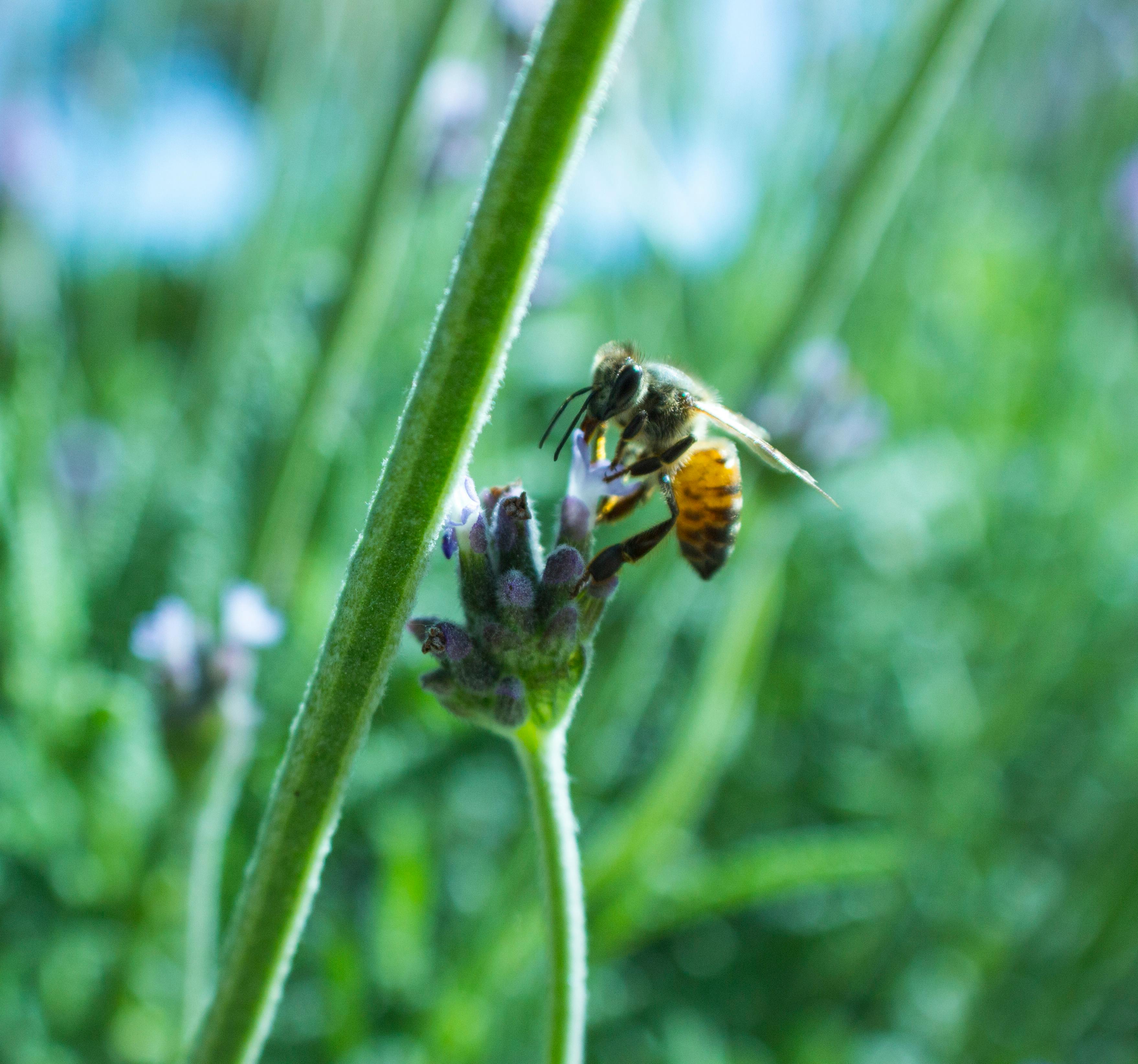 Free stock photo of bee, nature