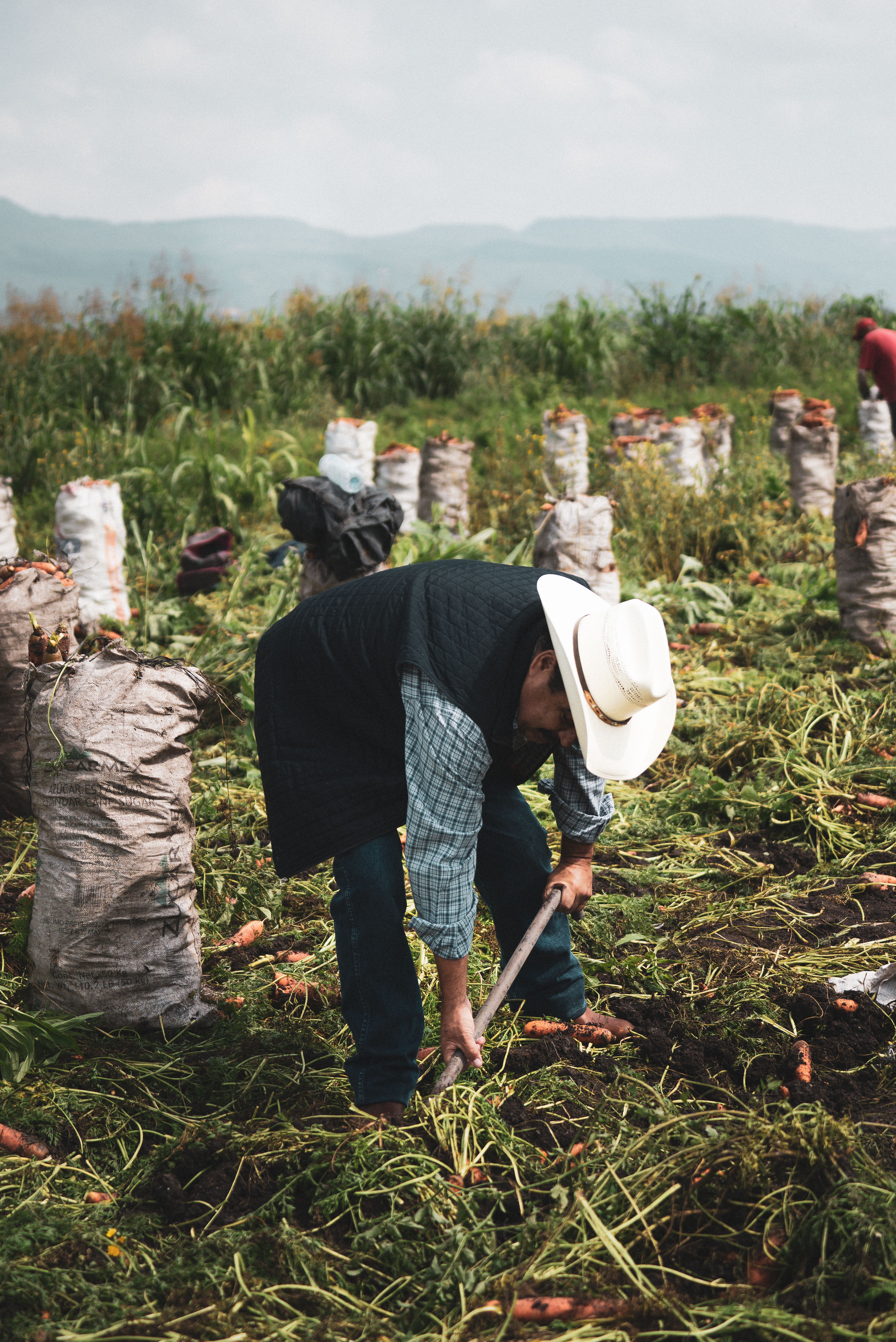 Foto de stock gratuita sobre agricultor, agricultura, agricultura ...