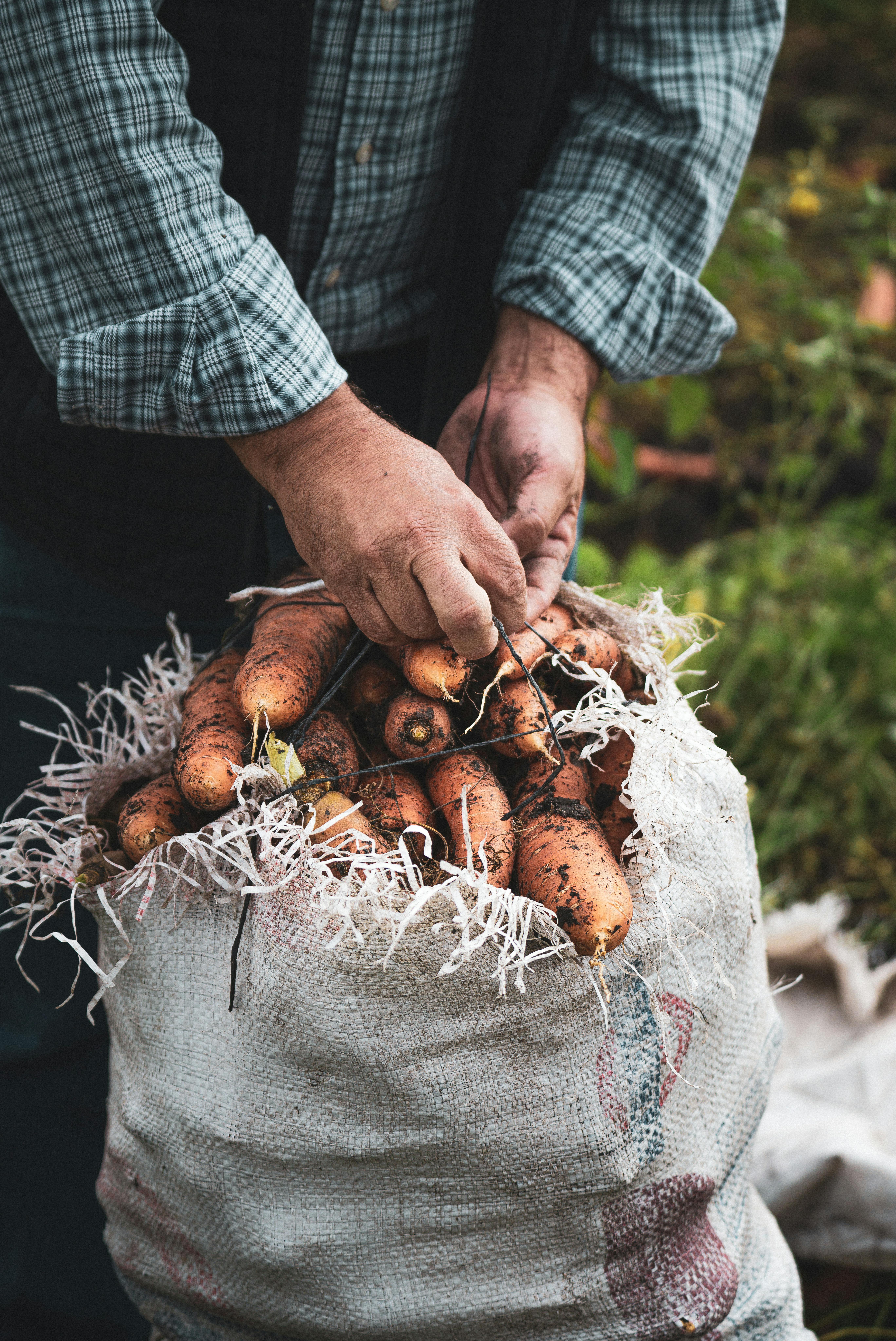 Photo gratuite de agricole, agriculteur, agriculture, agronomie ...