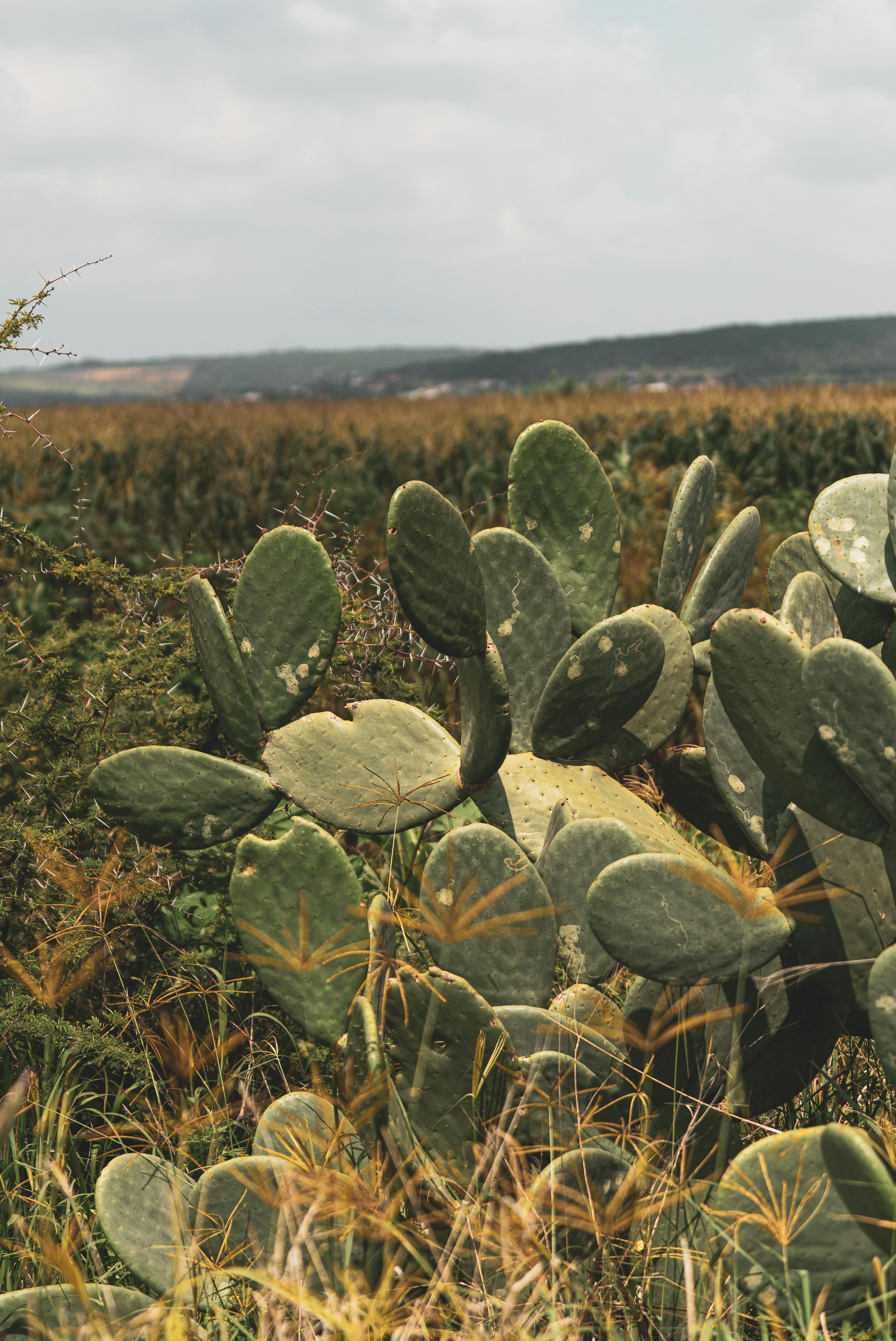 Cacti Patch Photos, Download The BEST Free Cacti Patch Stock Photos ...