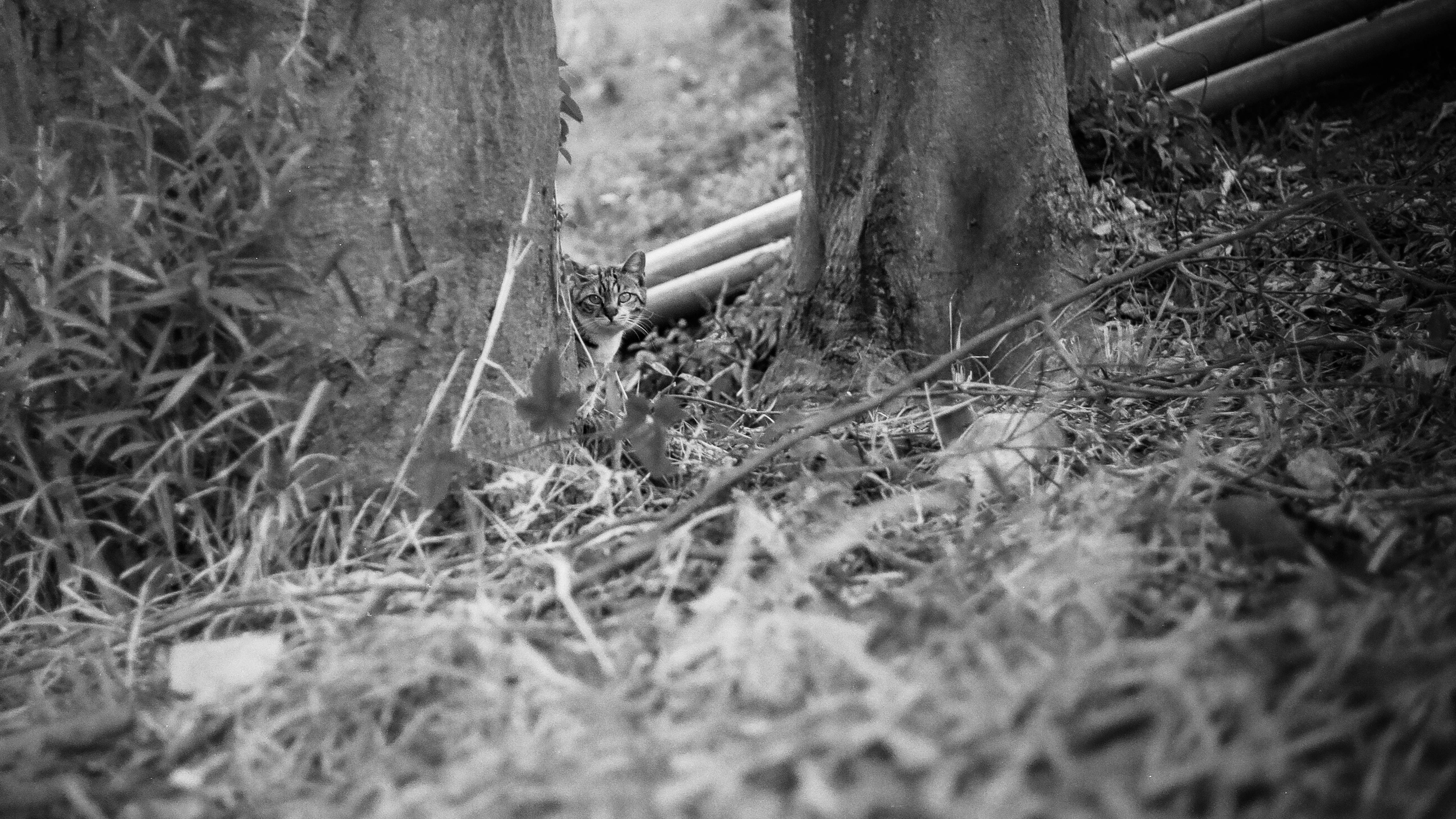 Free stock photo of animal, cat, catch