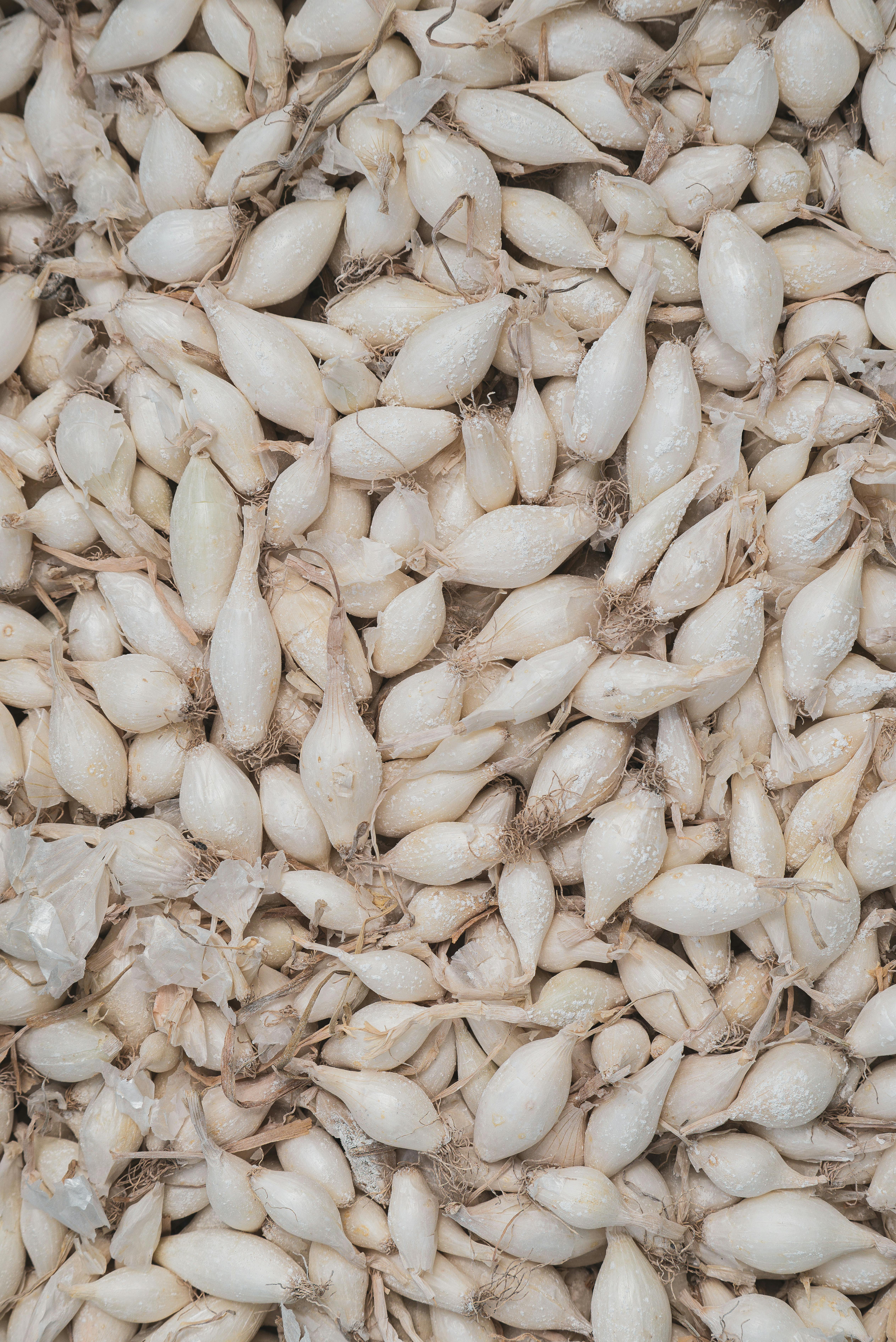 Small Onions Photos, Download The BEST Free Small Onions Stock Photos ...