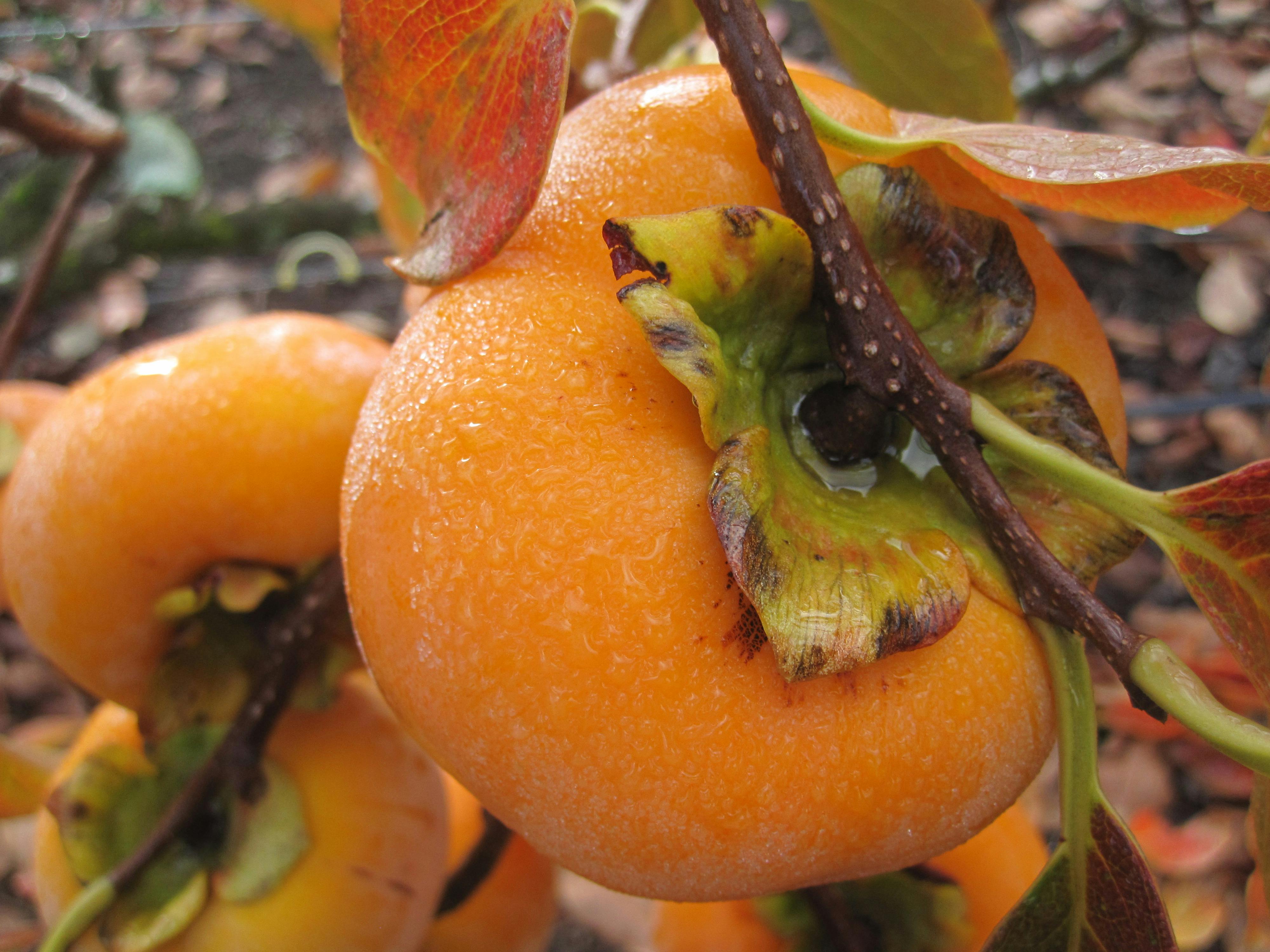 Close-Up of Persimmons · Free Stock Photo