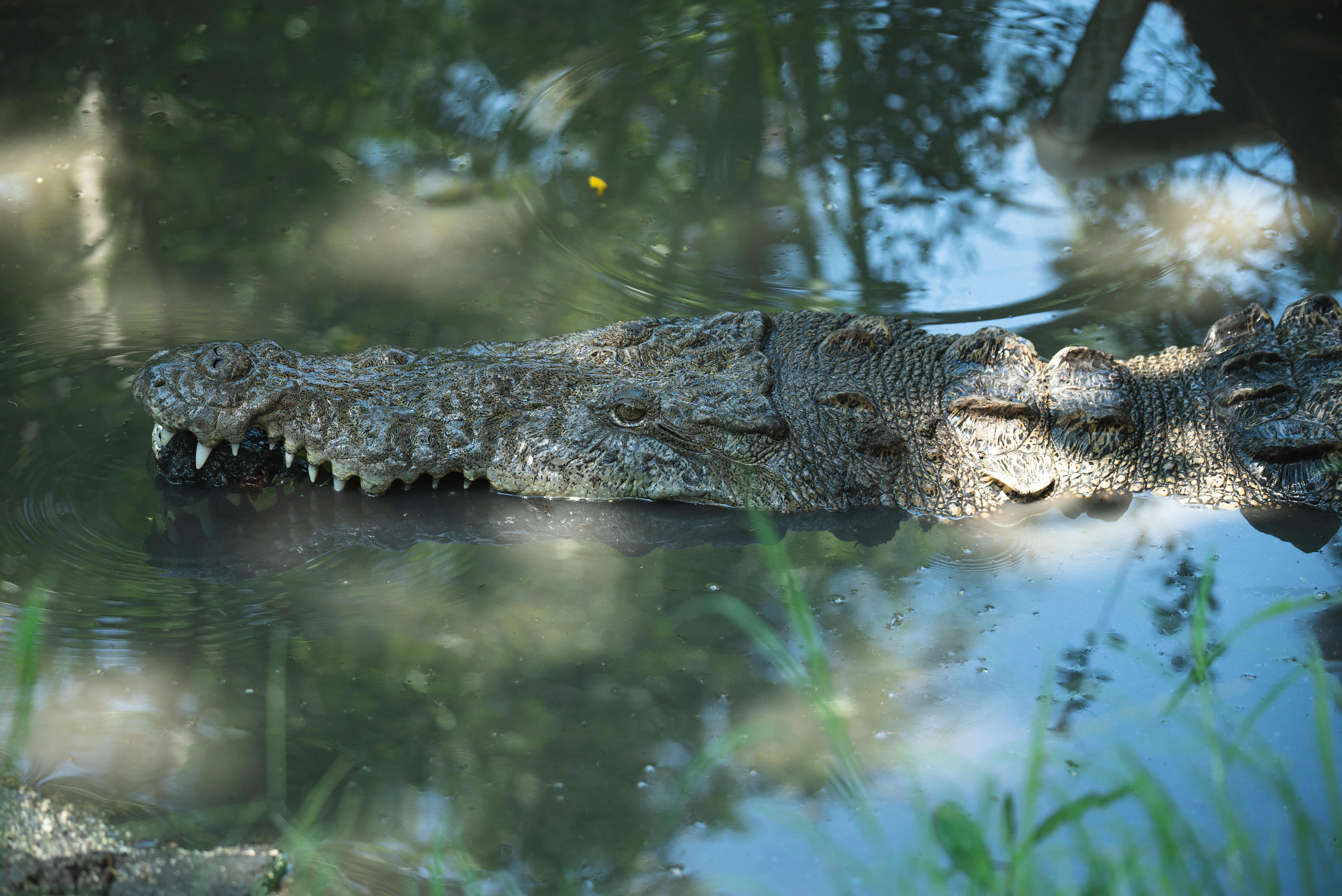 Baby Crocodile on Human Hand · Free Stock Photo