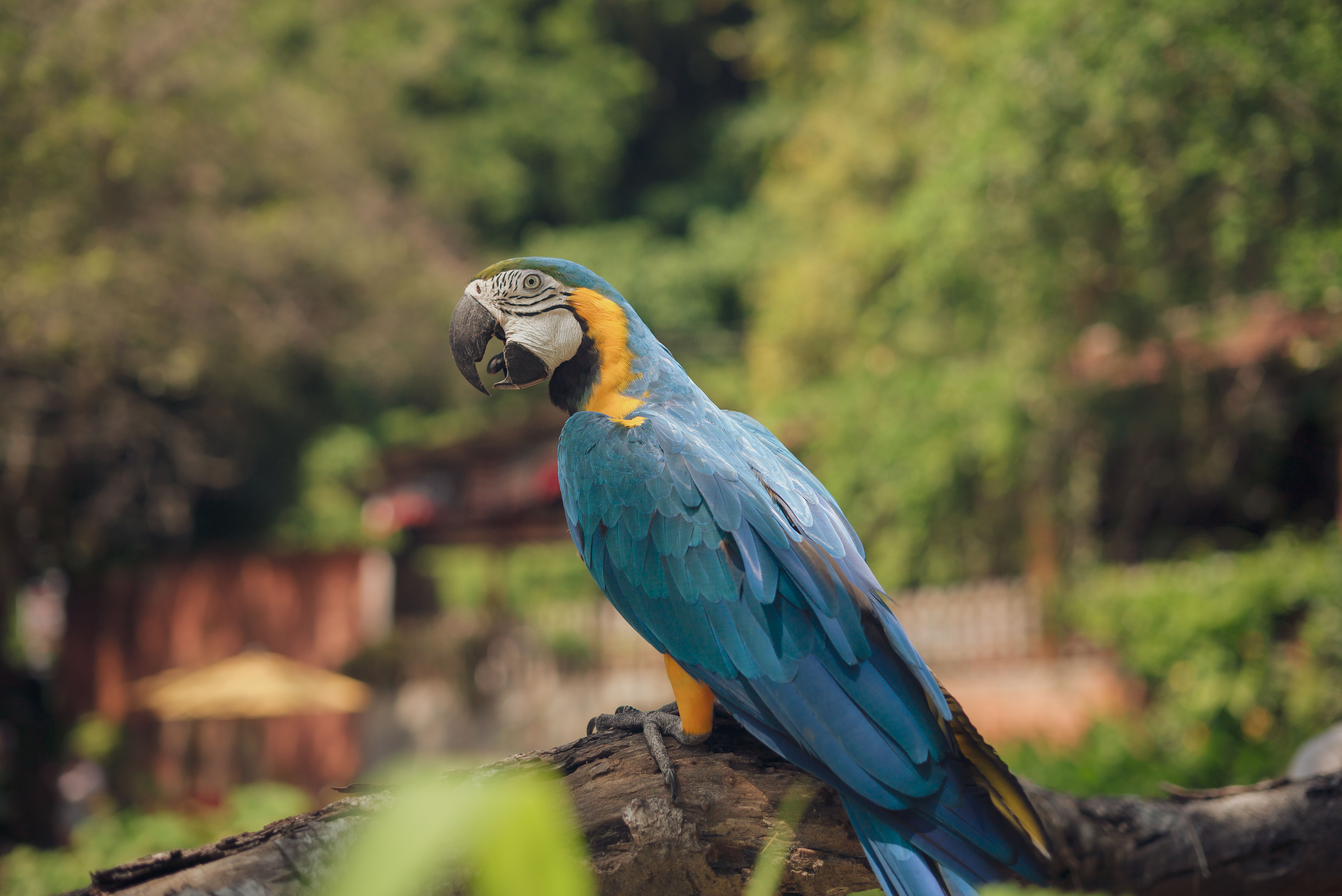 Foto de stock gratuita sobre amarillo, amazonas, américa del sur ...
