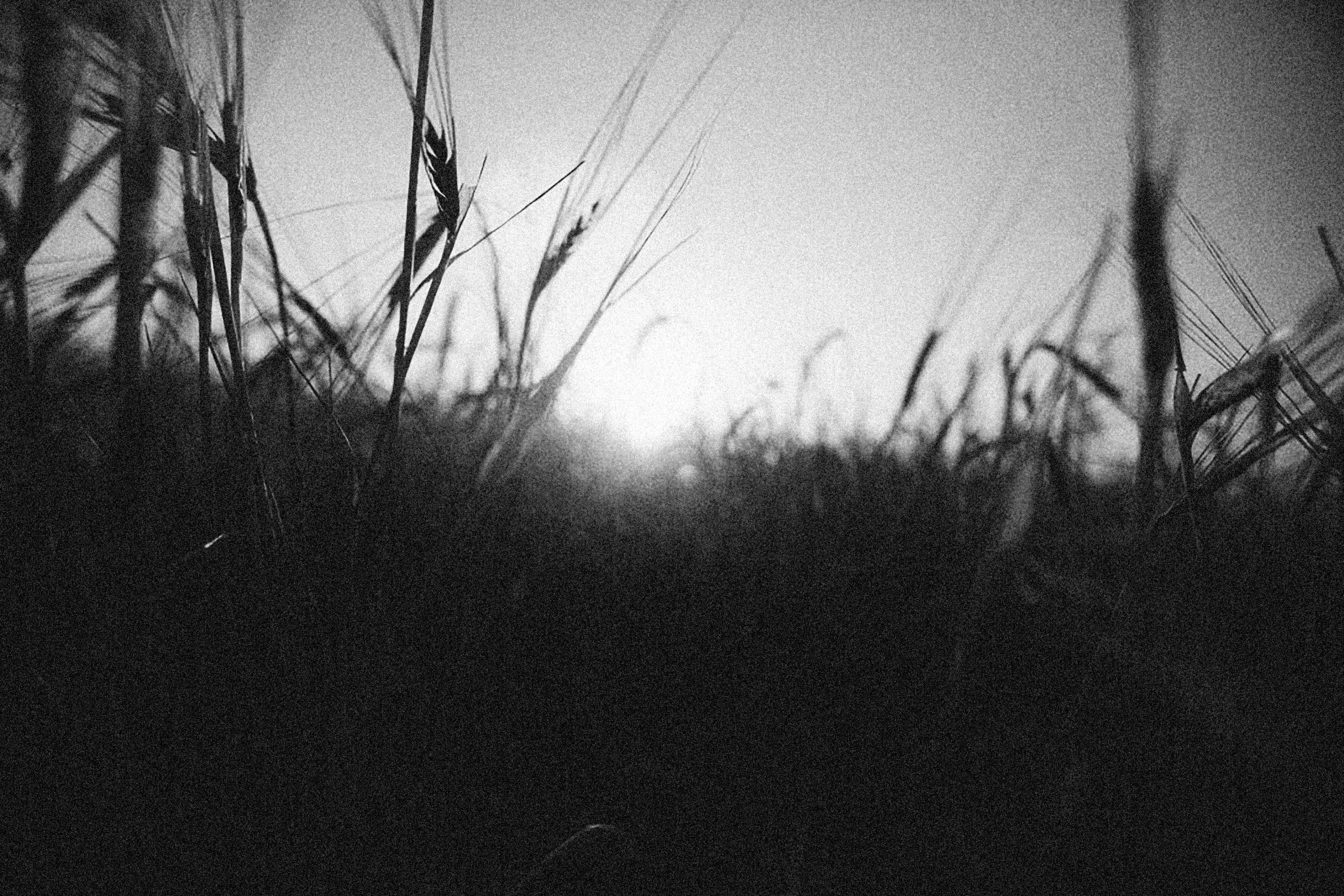 Grayscale Photo of Grass · Free Stock Photo