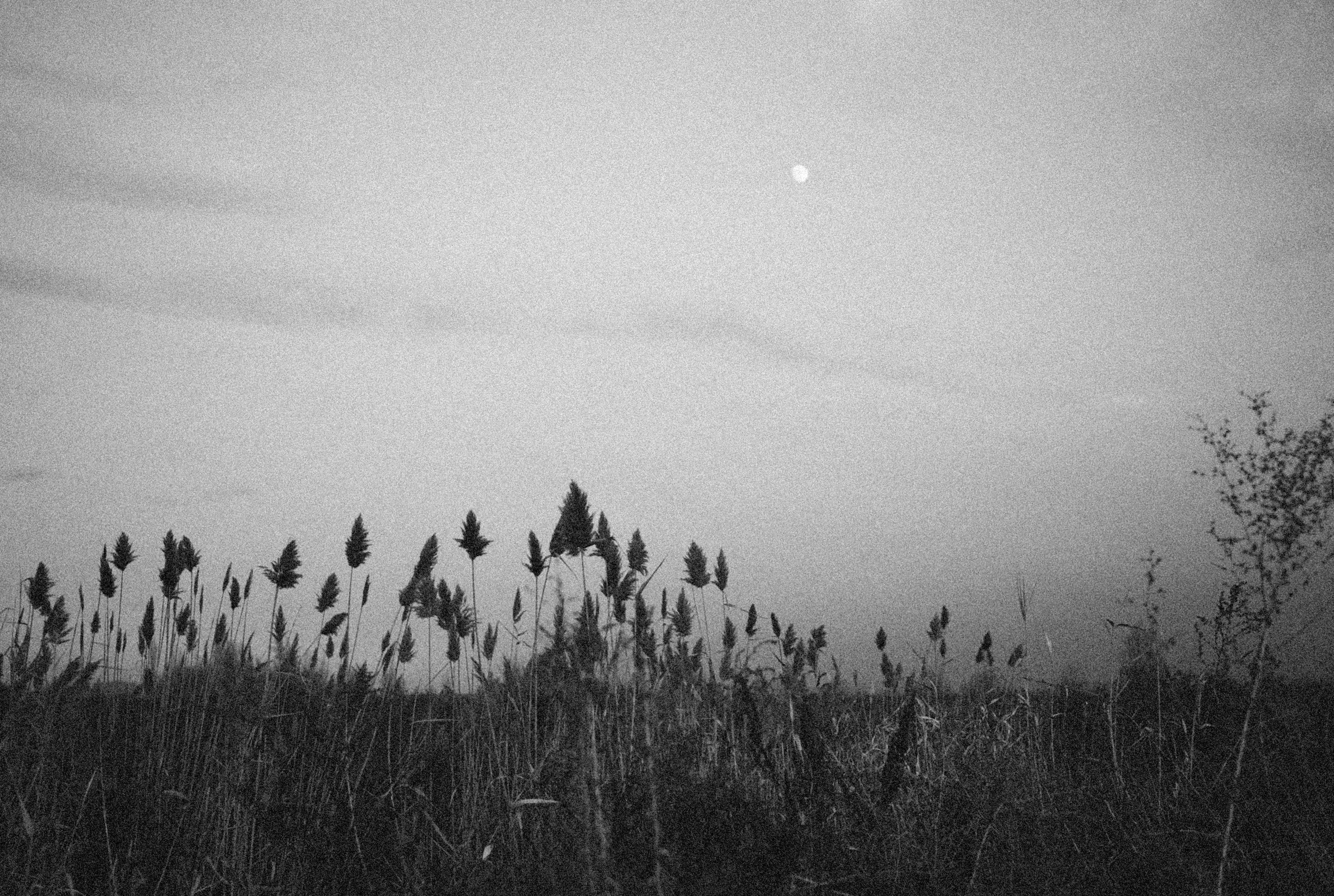 Grayscale Photo of Grass Field under the Sky · Free Stock Photo