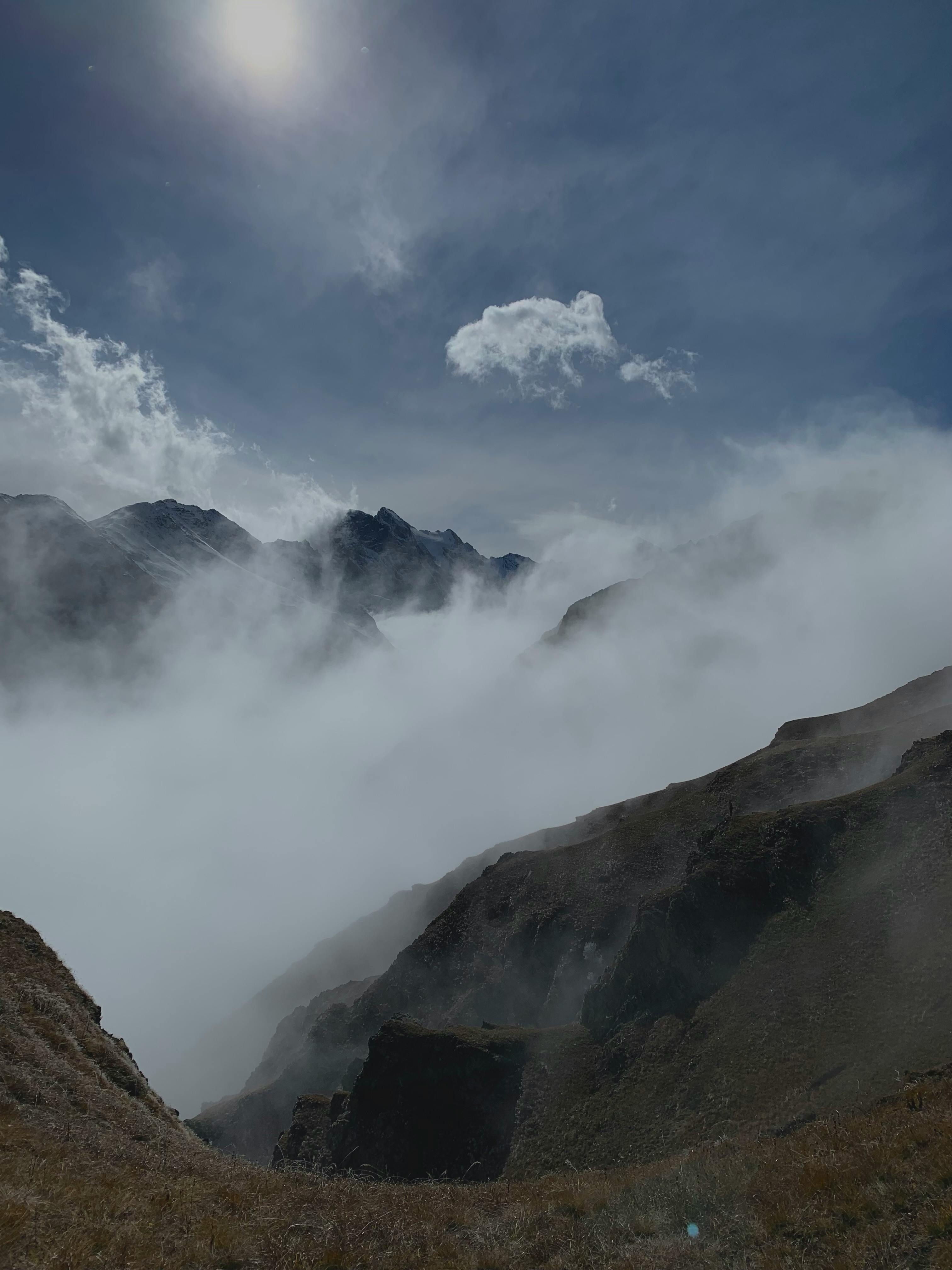 Misty Flower Field · Free Stock Photo