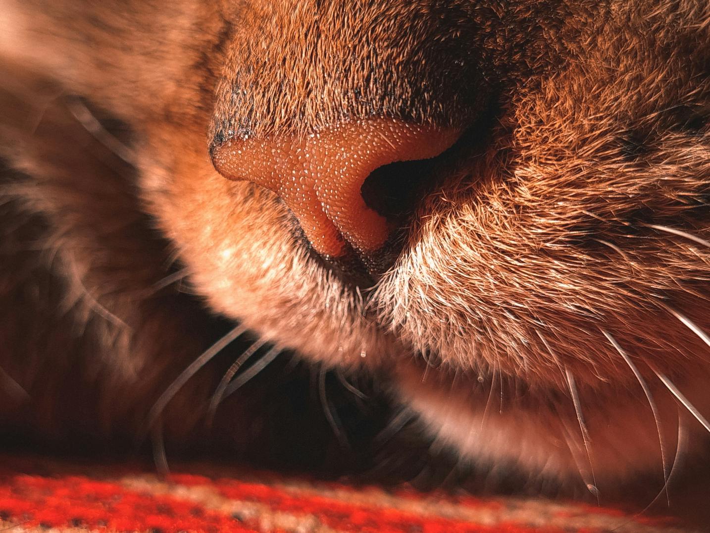 Understanding Nasal Lymphoma in Cats: A Comprehensive Guide