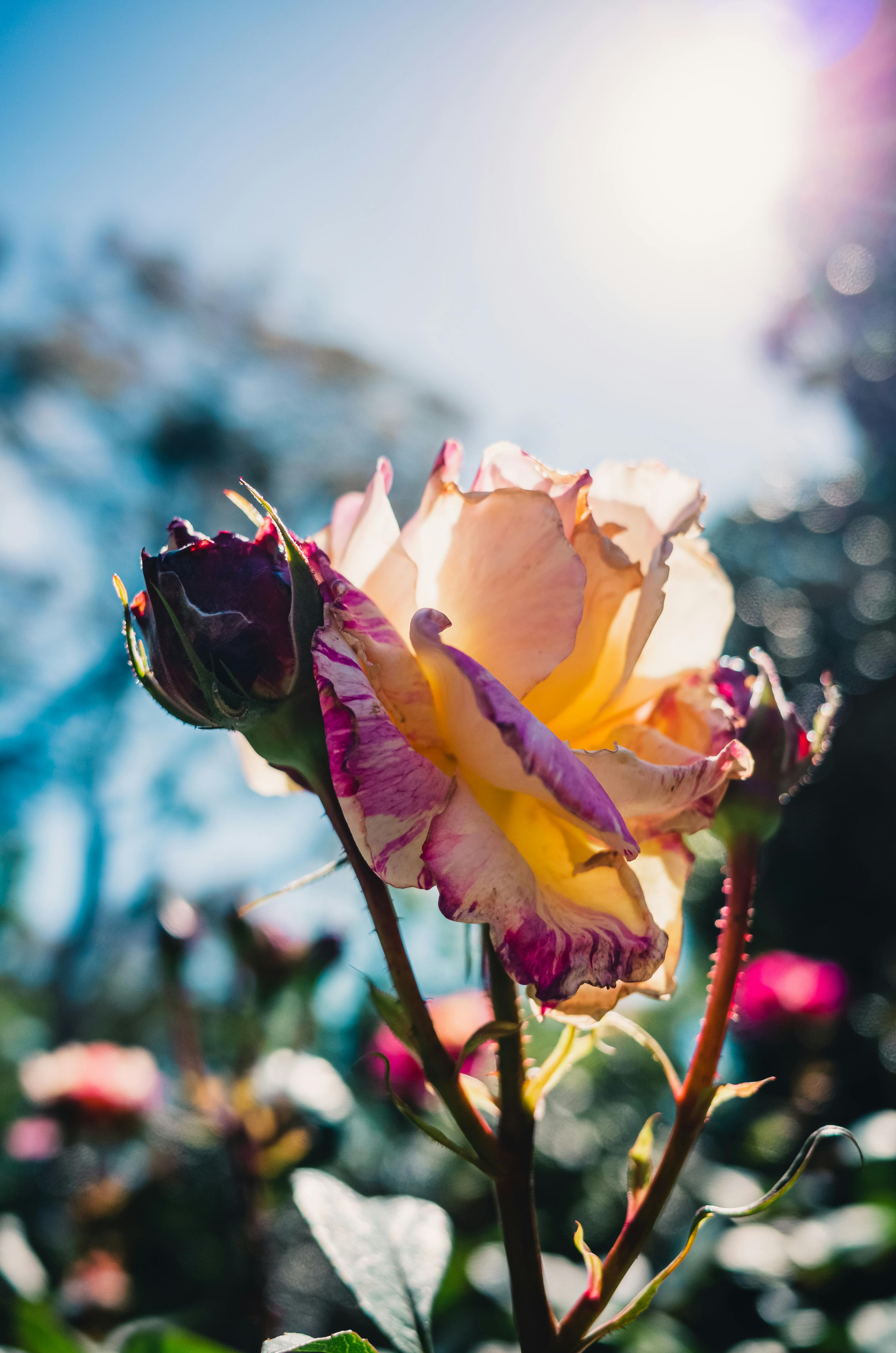 Assorted Color of Rose Flowers · Free Stock Photo