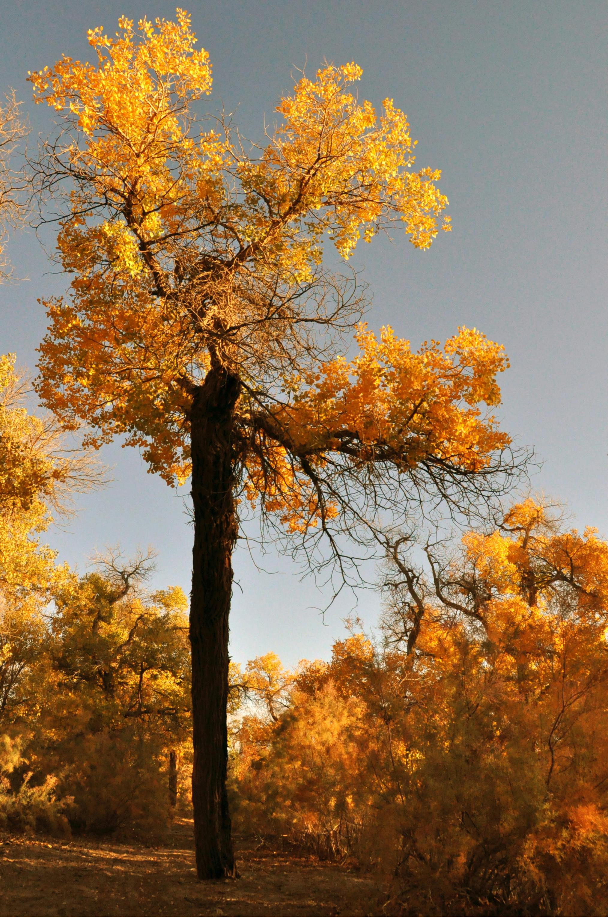 Maple Tree and Body of Water Photo · Free Stock Photo