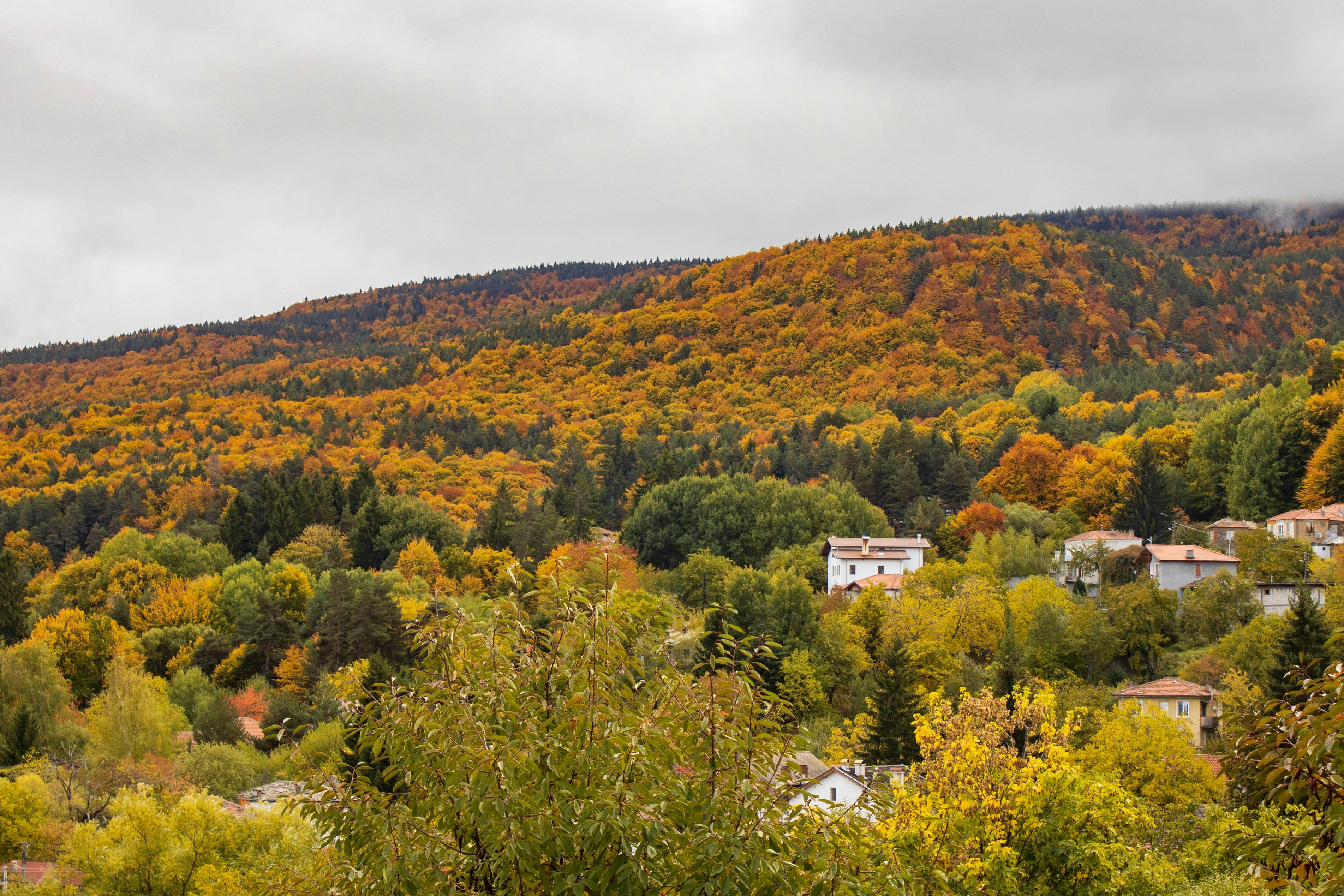 Yellow and Green Trees · Free Stock Photo