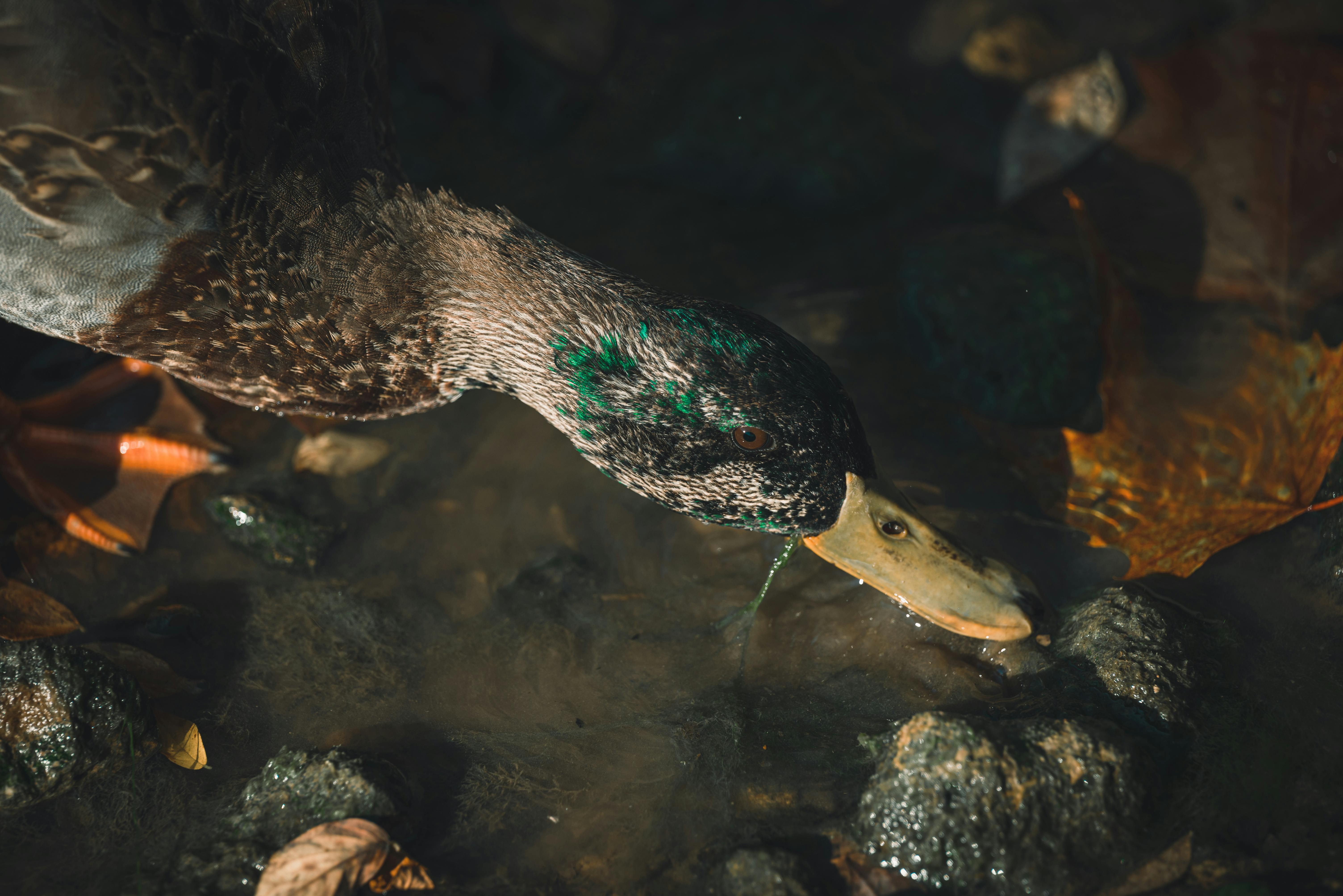 Close Up Photo of a Duck · Free Stock Photo