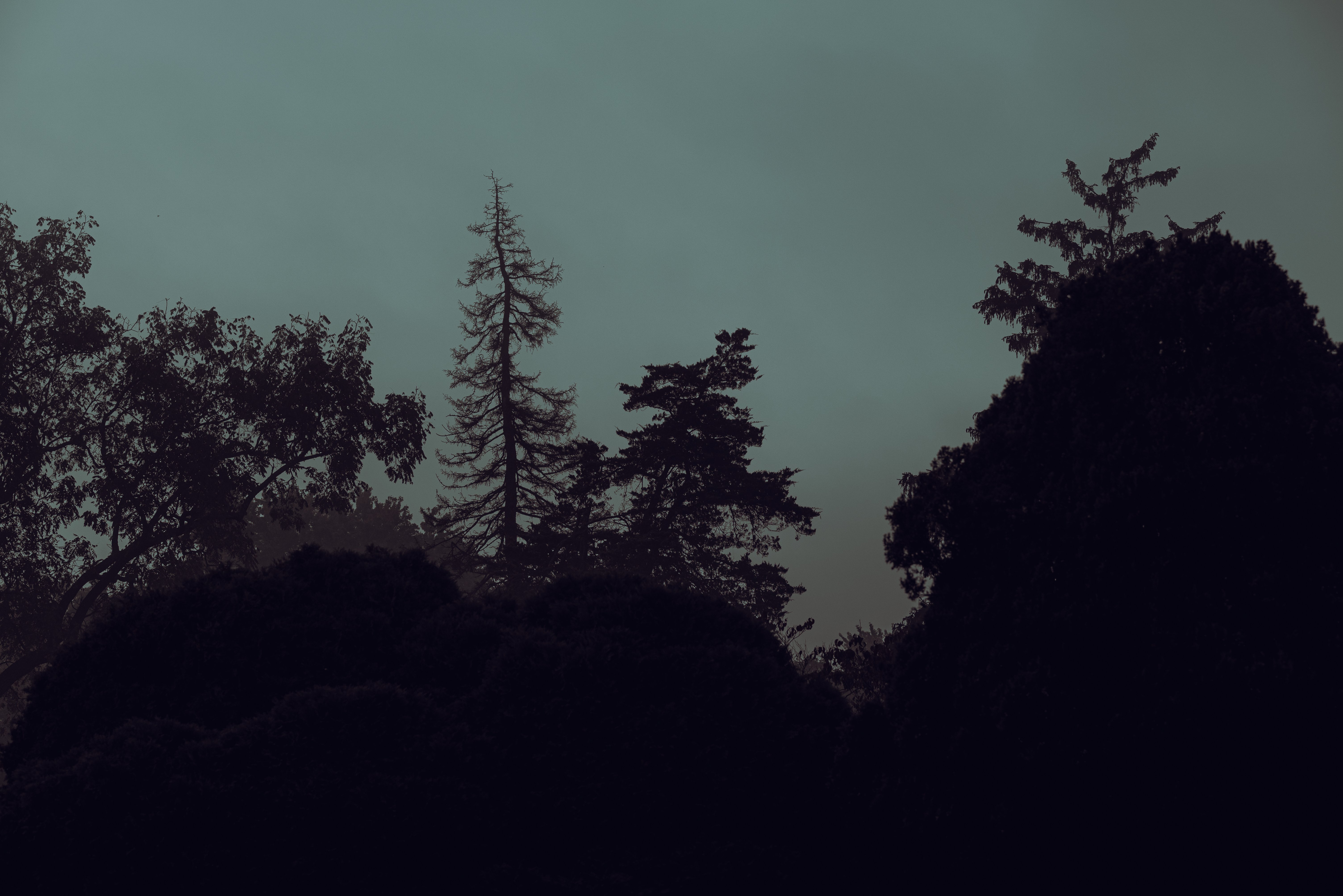 Silhouette of Trees at night · Free Stock Photo