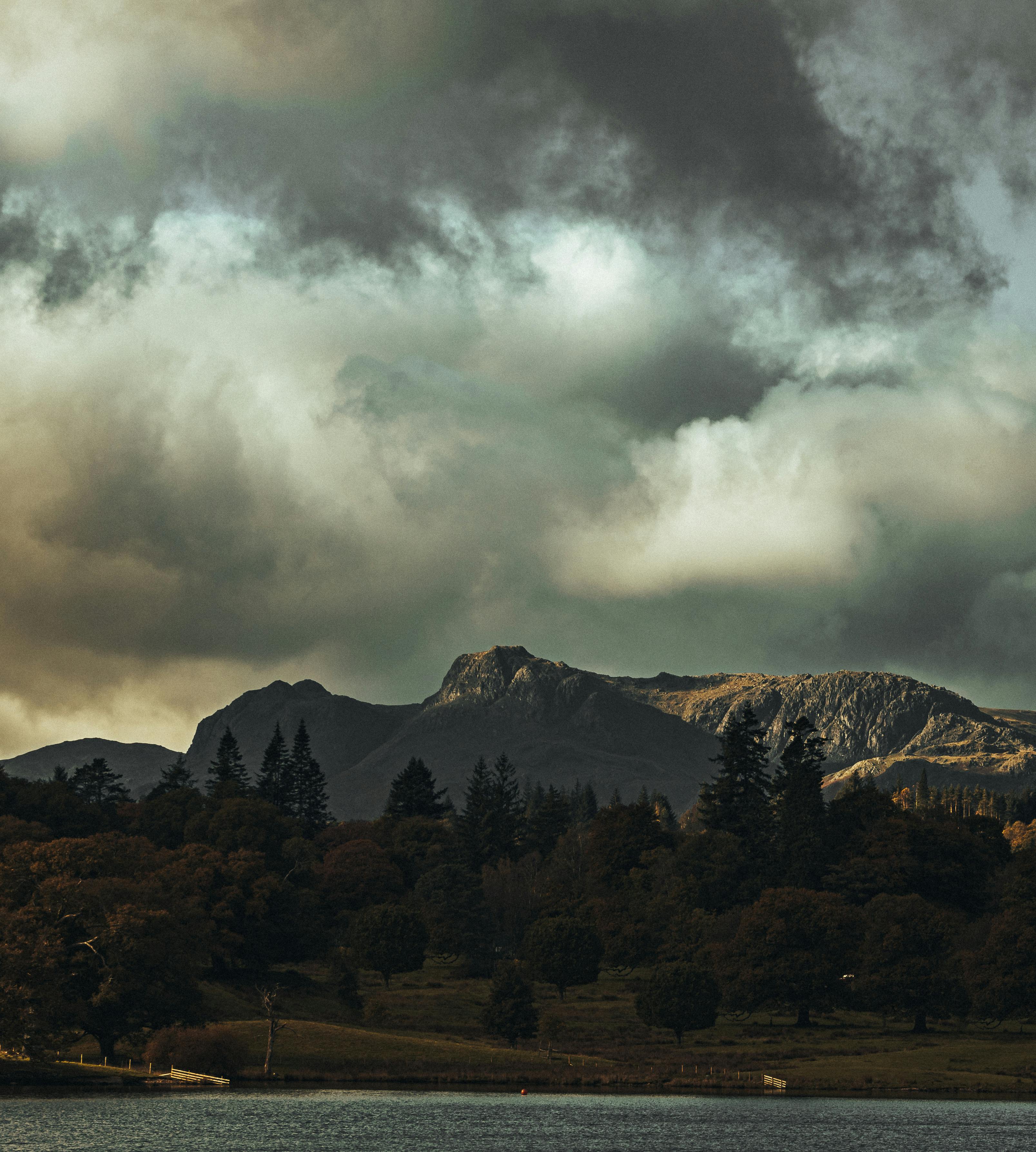 Green Tree Under Cloudy Sky · Free Stock Photo
