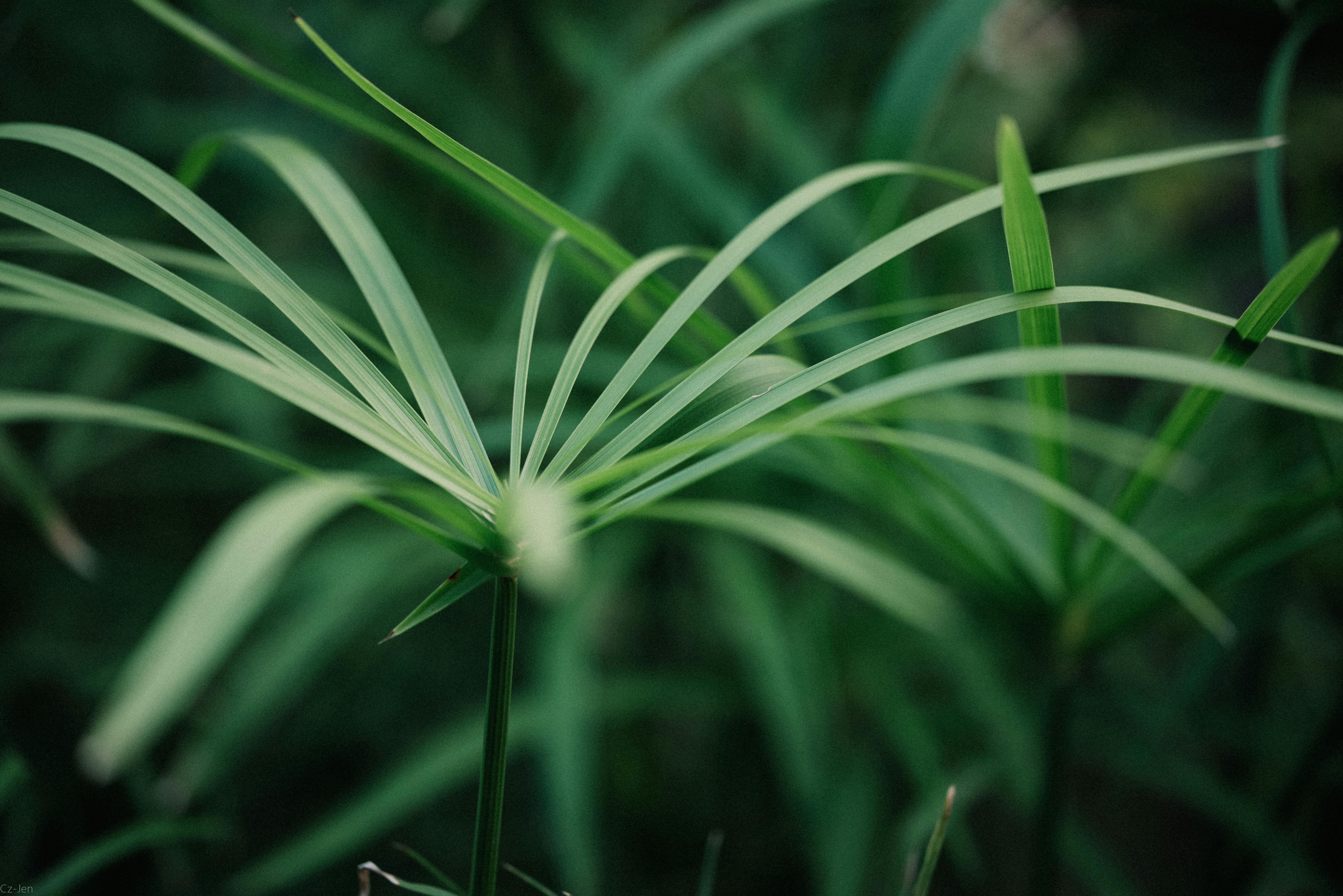 Close up of Long Grass Leaves · Free Stock Photo