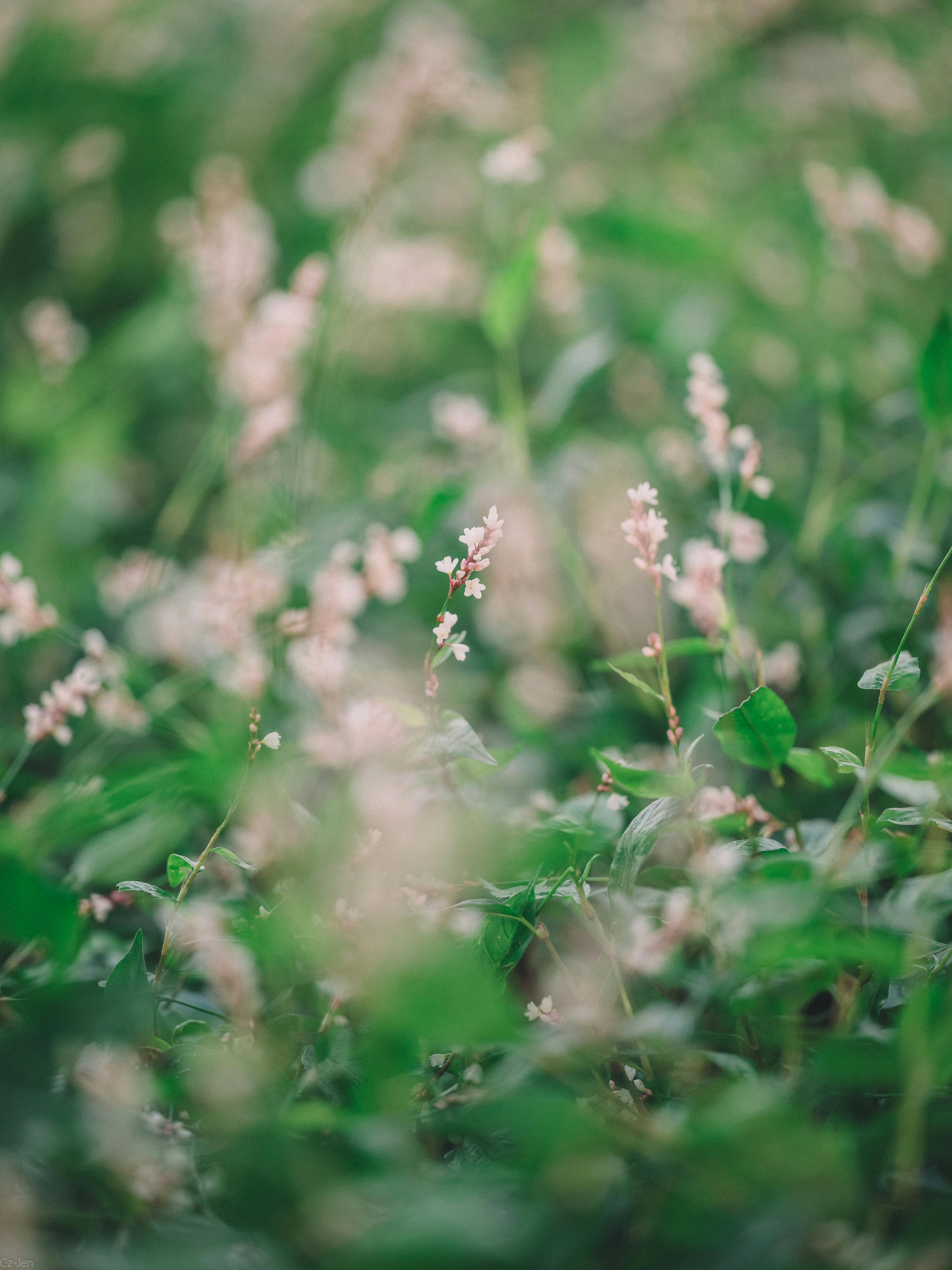 Blur Photography Of Plants · Free Stock Photo