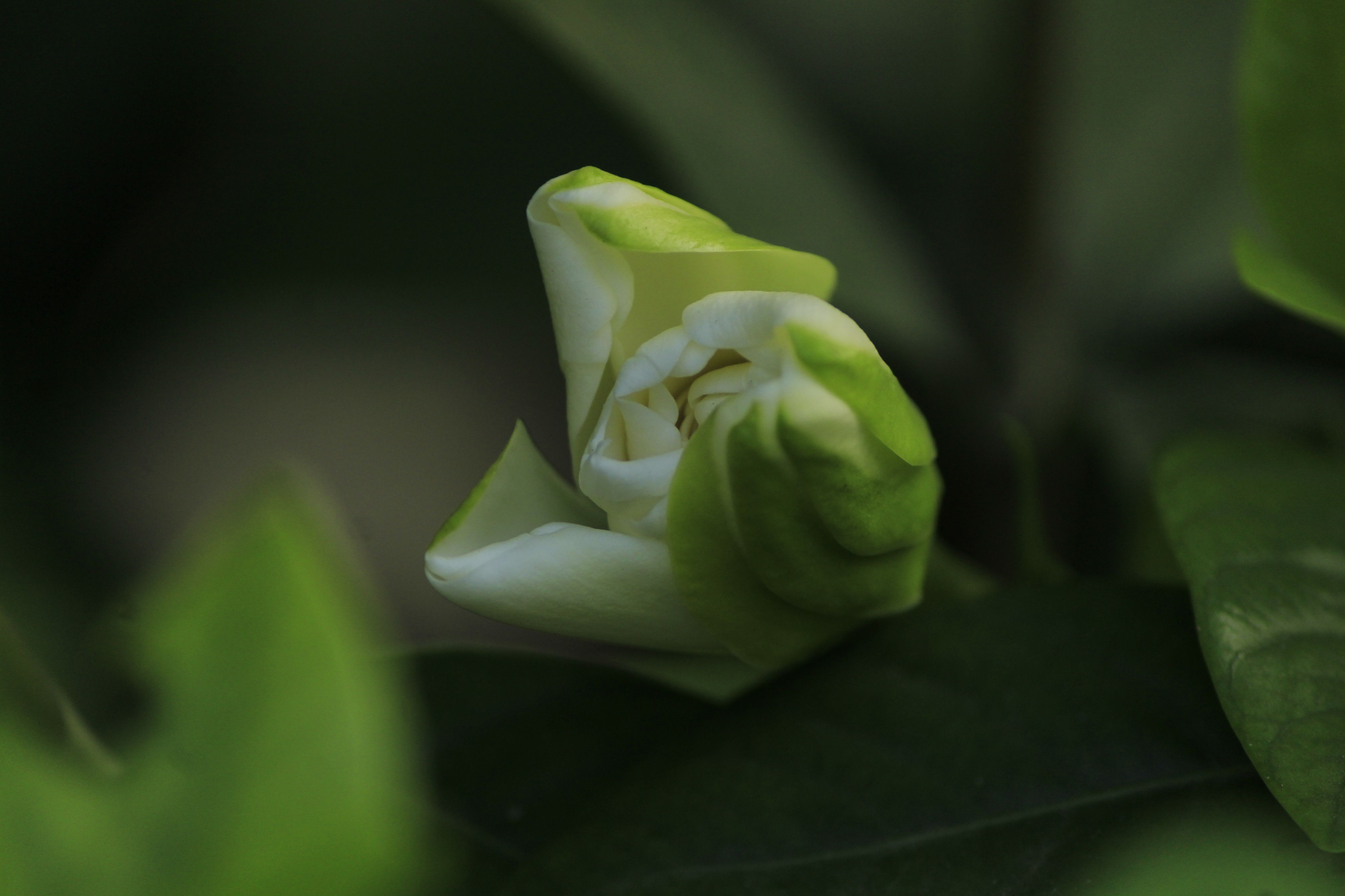 Close-up Photo of a Flower Bud · Free Stock Photo